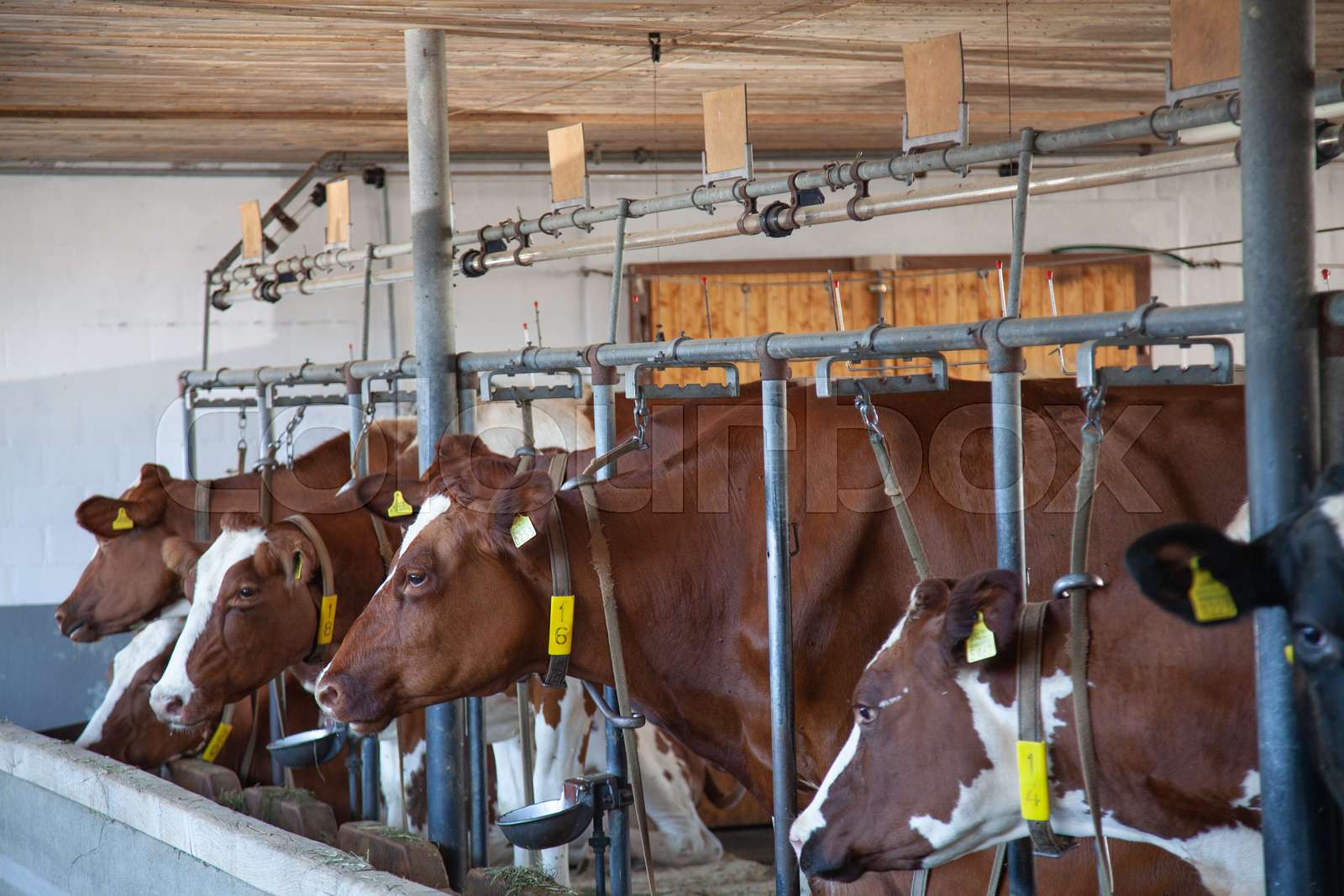 swiss cow farm | Stock image | Colourbox