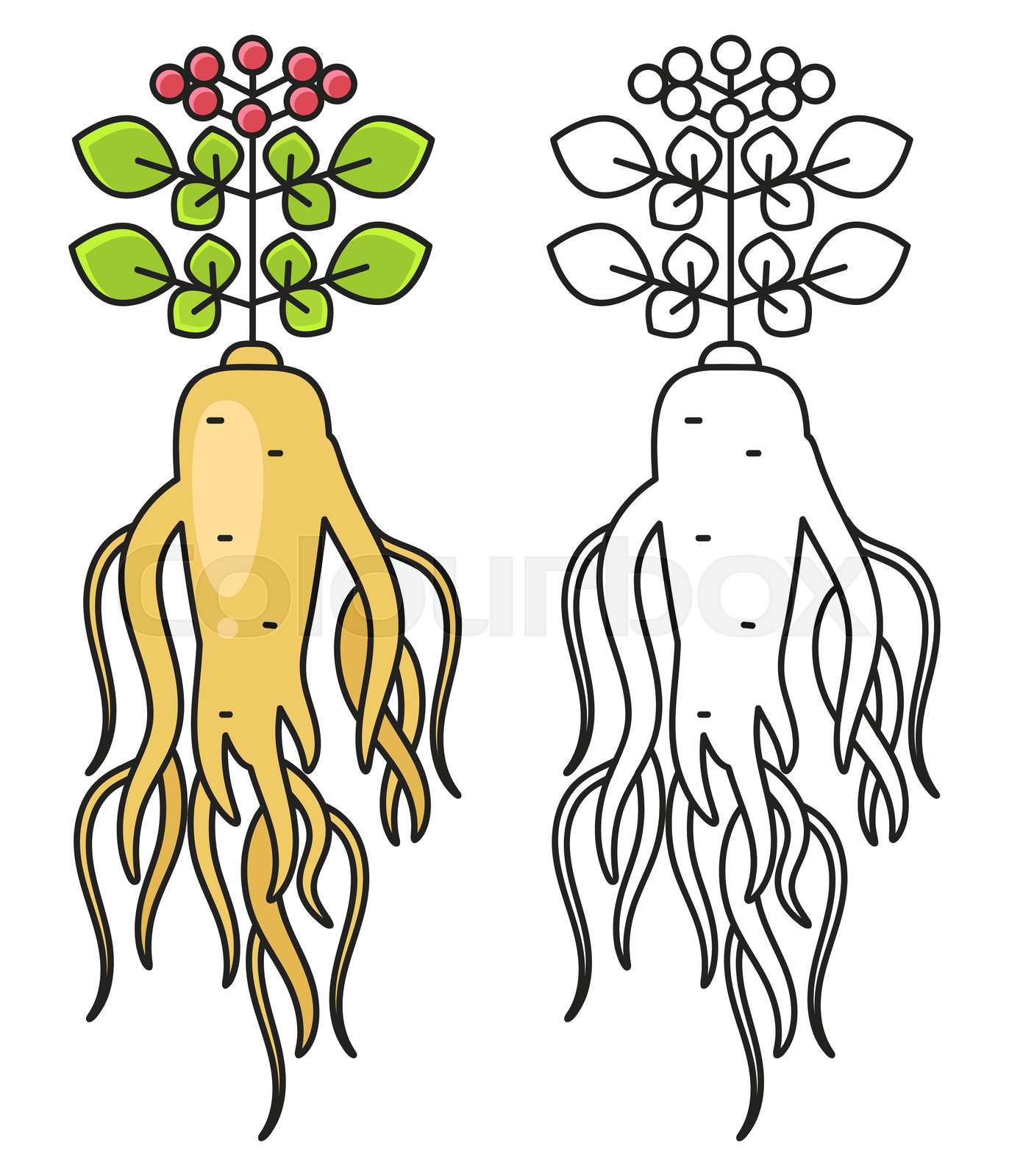 Ginseng Root With Leaf And Flower Isolated On White Background. Vector ...