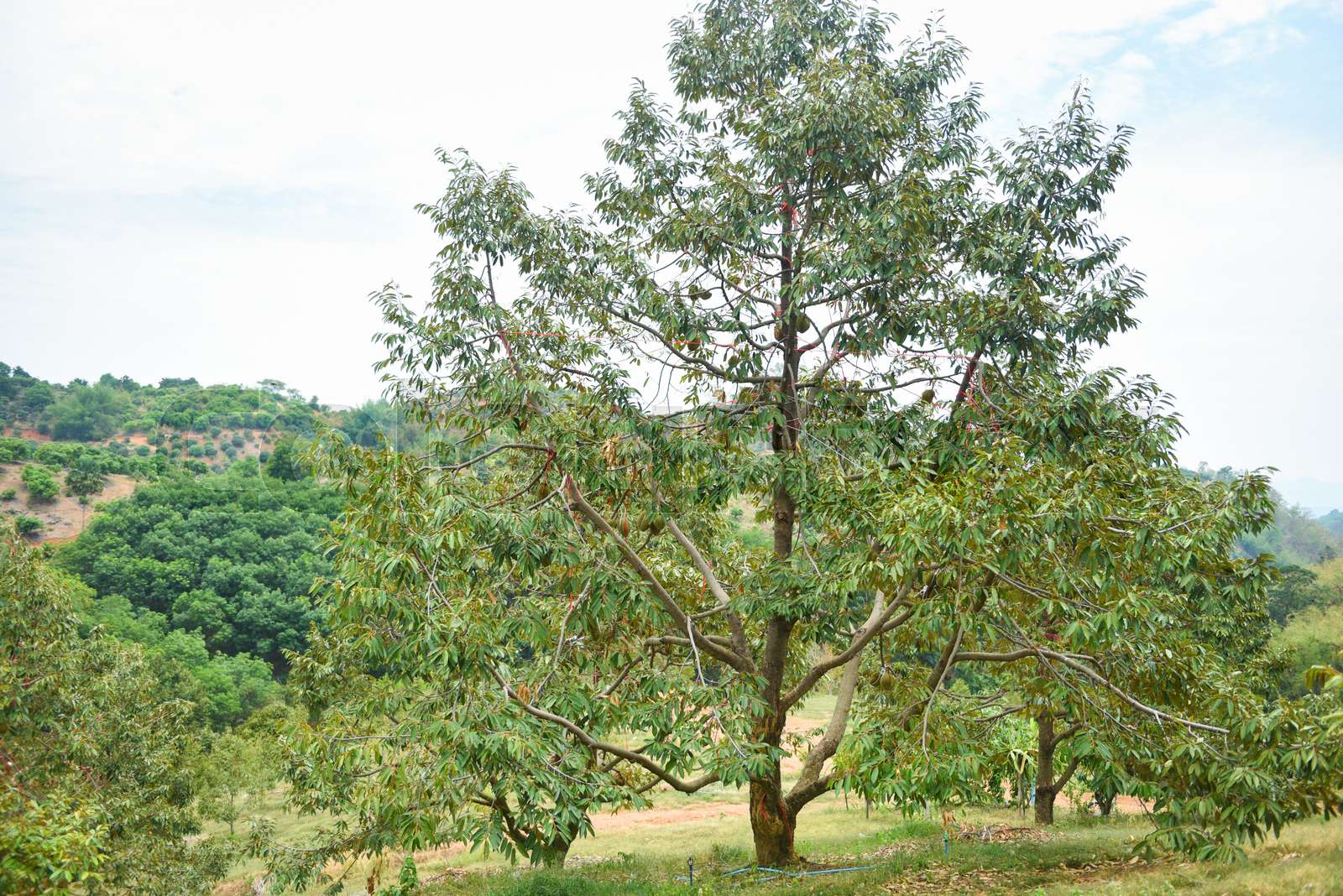 Durian Tree Leaf