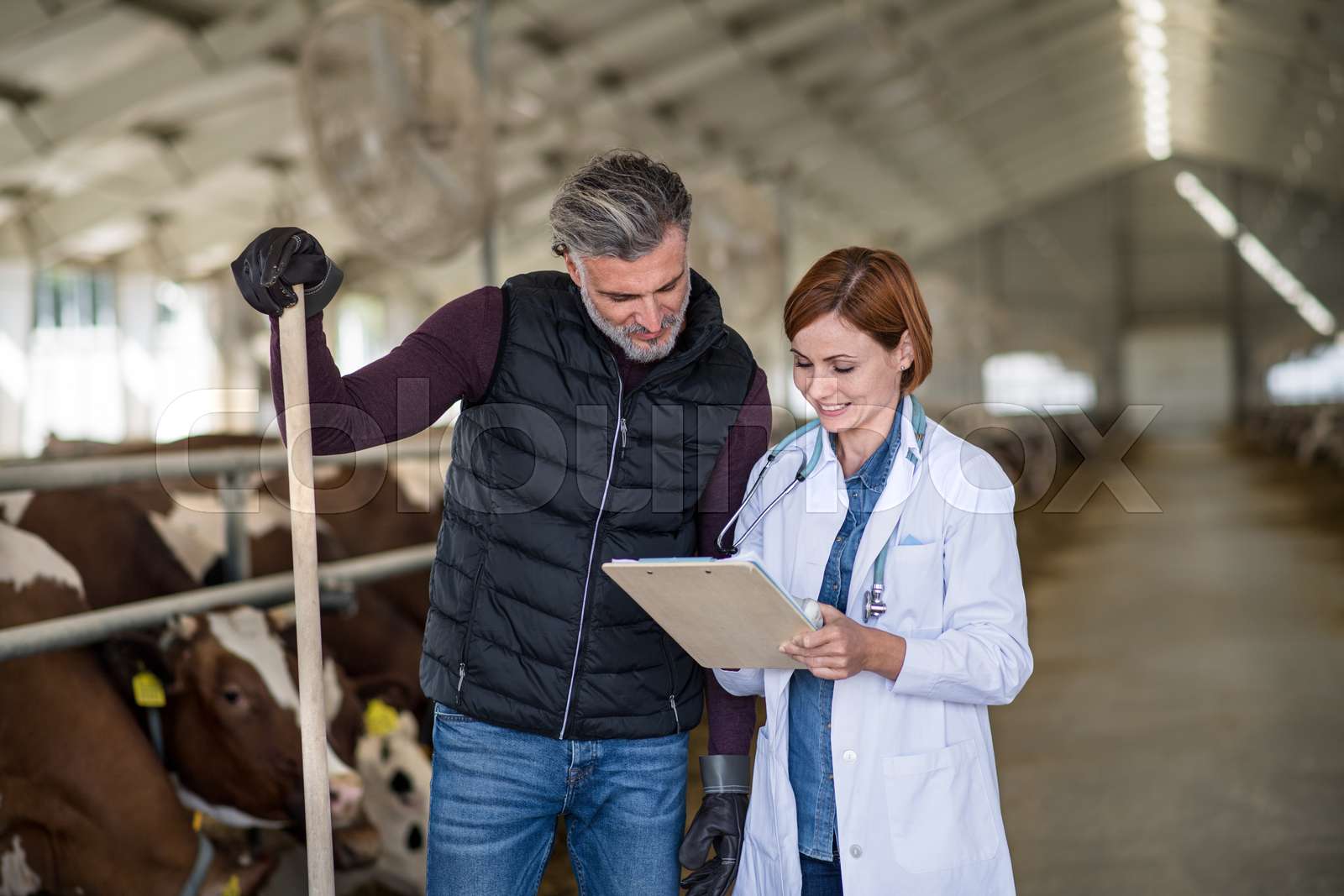 Man manager and veterinary doctor on diary farm, agriculture industry ...