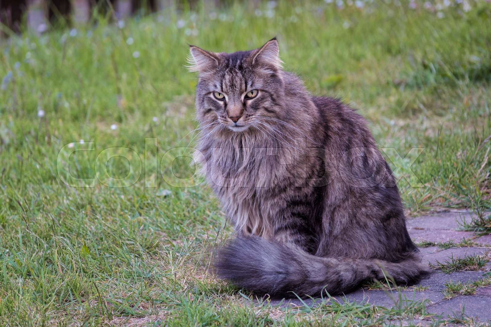 Long haired norwegian forest cat | Stock image | Colourbox