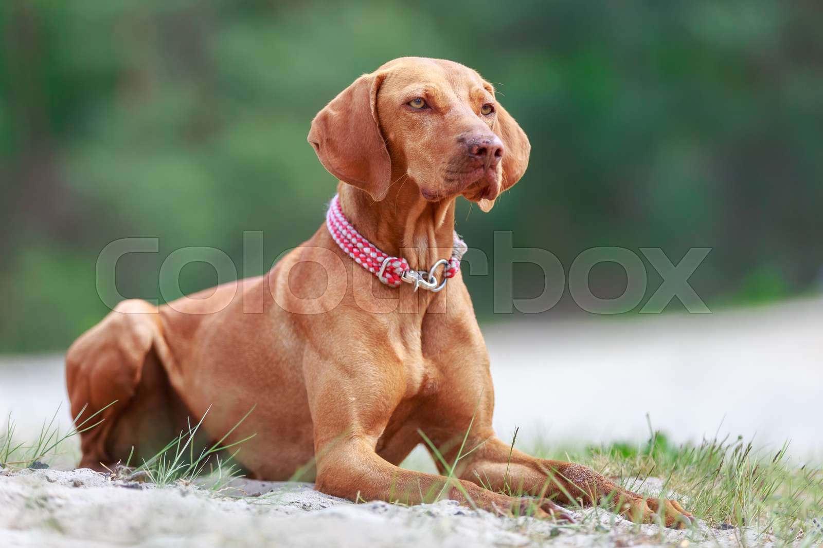 Portrait of a young Magyar Viszla dog | Stock image | Colourbox