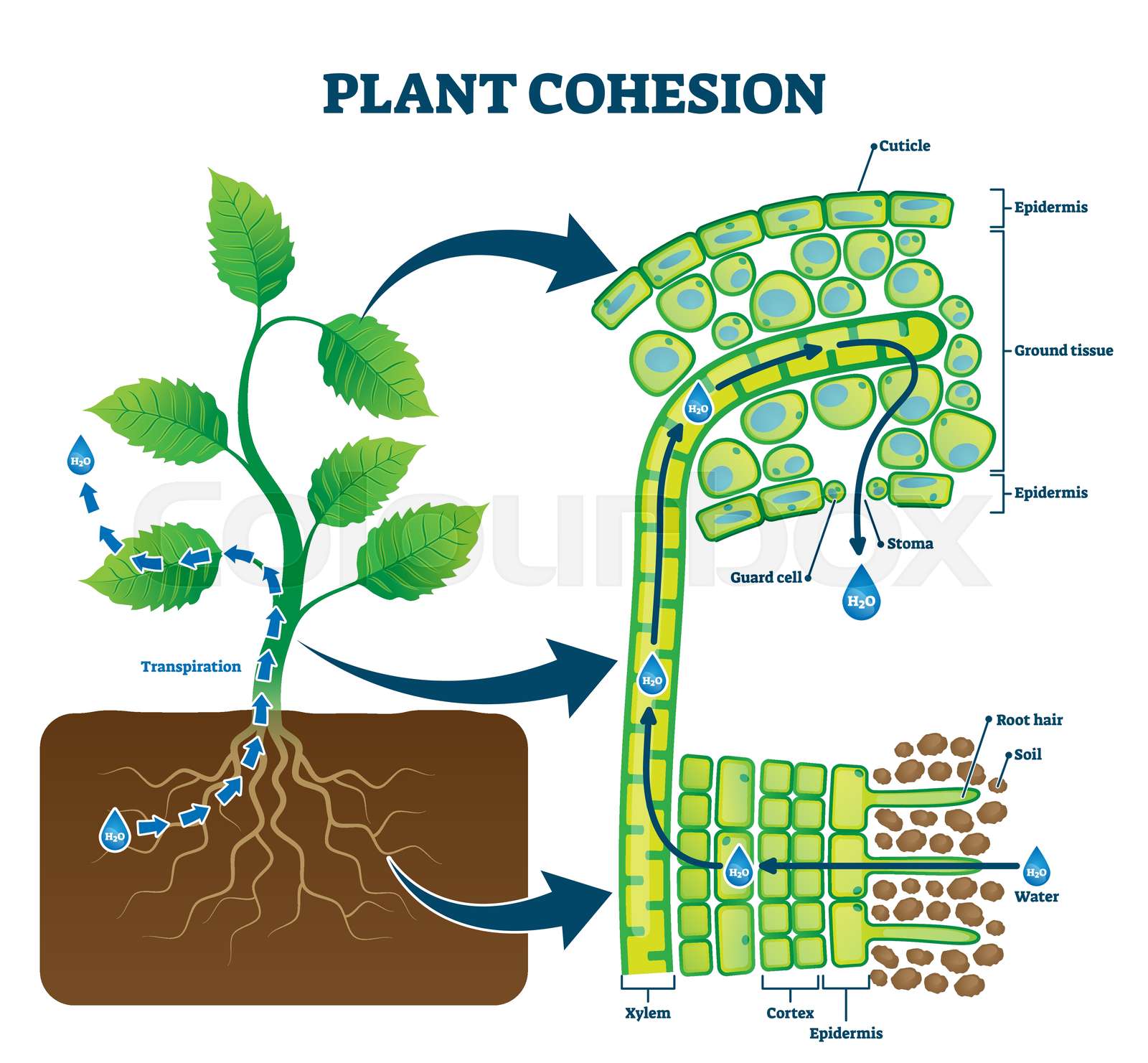 Cohesion Of Water Diagram