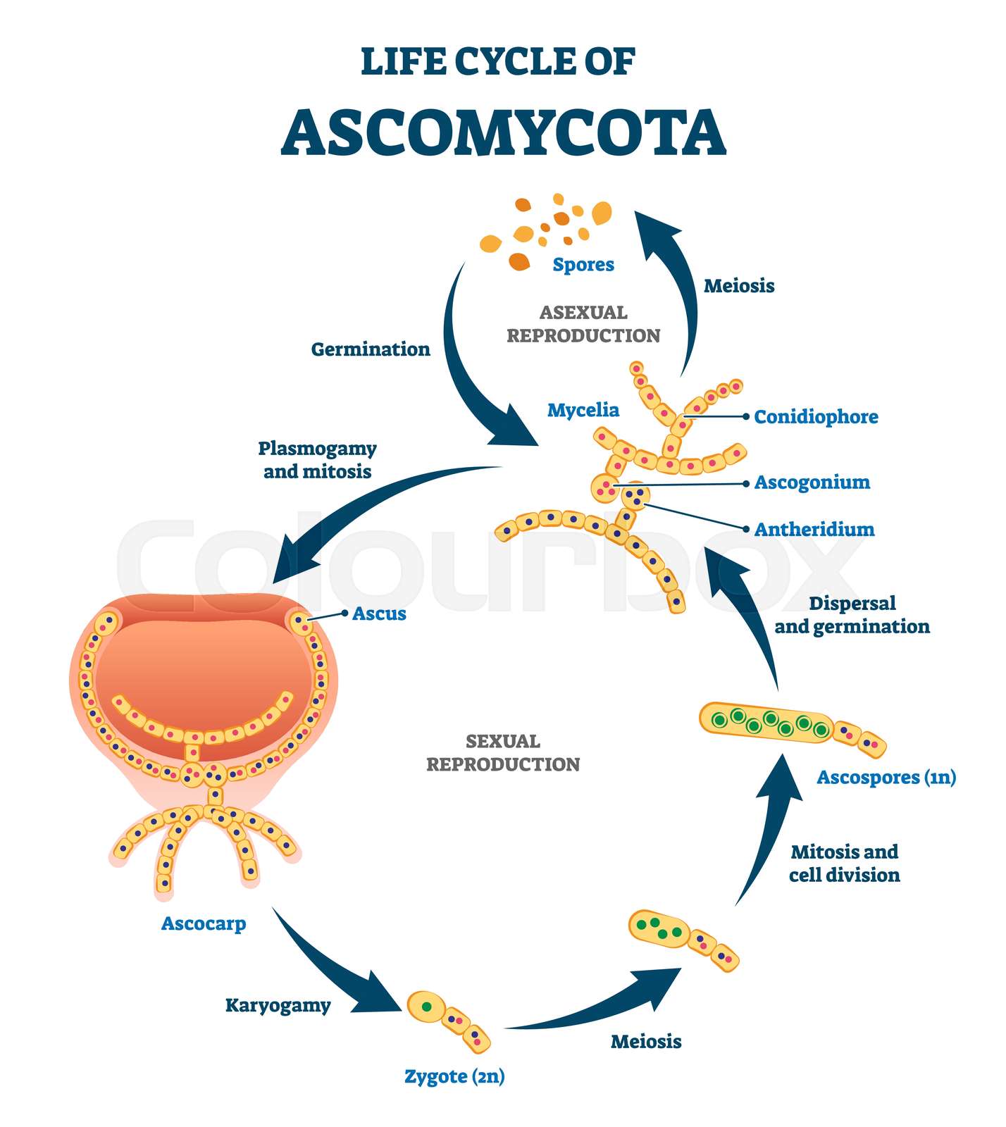 Life cycle of ascomycota vector illustration. Labeled fungi ...
