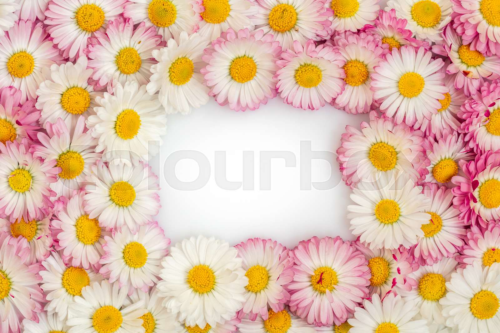 Flat lay frame border made of daisy flowers | Stock image | Colourbox