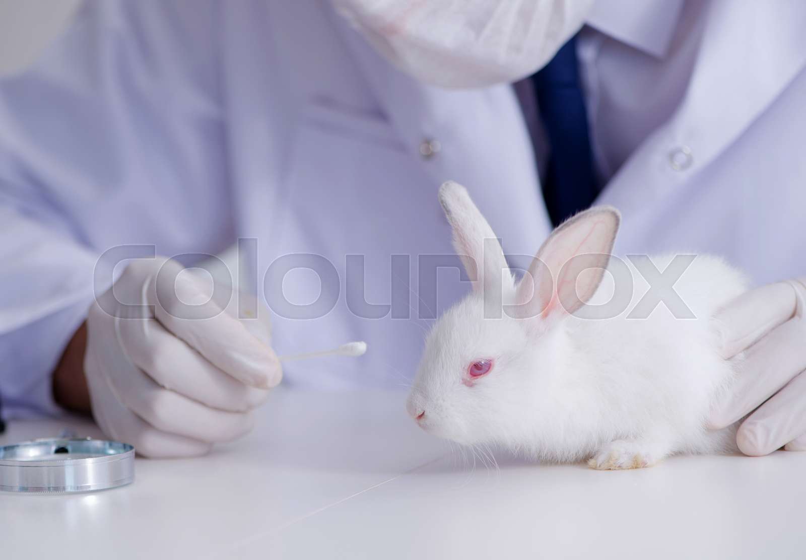 Vet doctor examining rabbit in pet hospital | Stock image | Colourbox
