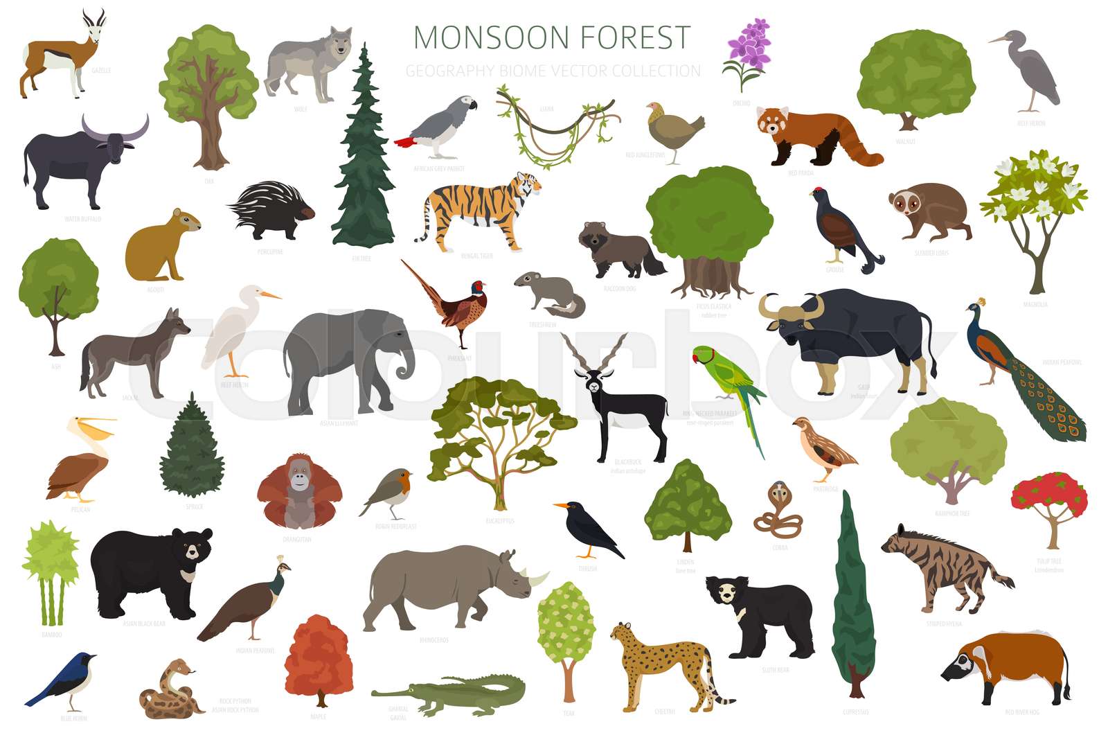 Monsoon forest biome, natural region infographic. Terrestrial ecosystem ...