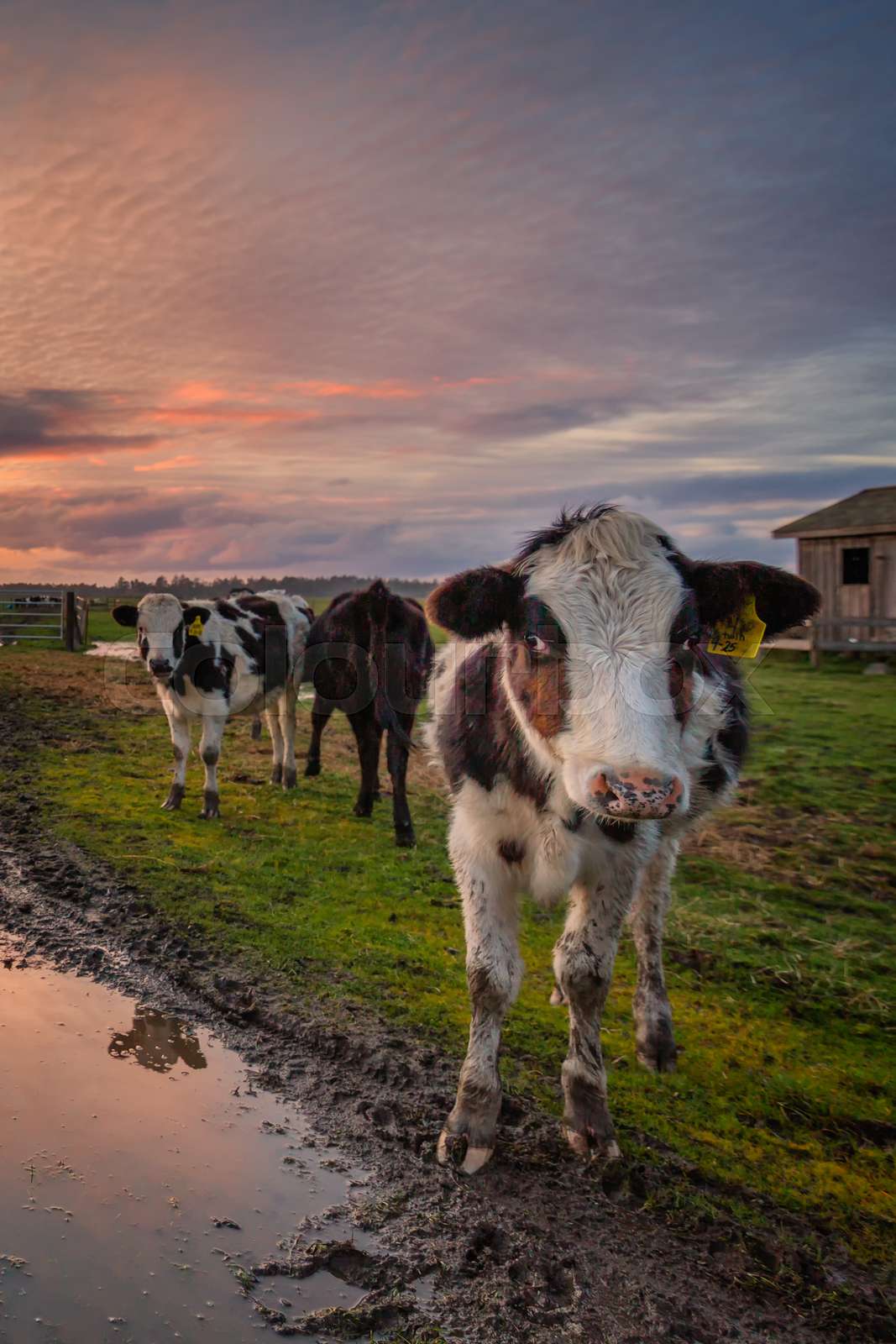 A Group of Friendly Cows Enjoying the Sunset | Stock image | Colourbox