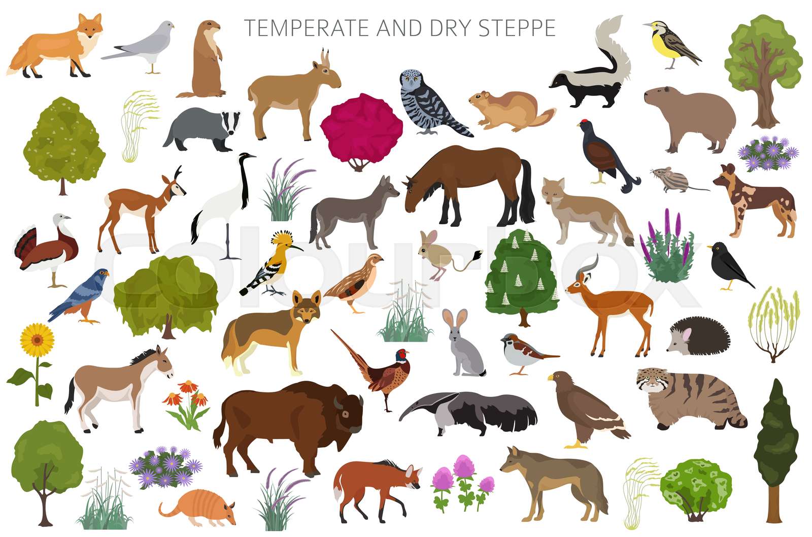 Temperate and dry steppe biome, natural region infographic. Prarie ...