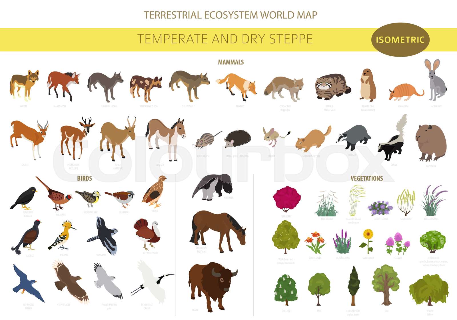 Temperate and dry steppe biome, natural region isometric infographic ...