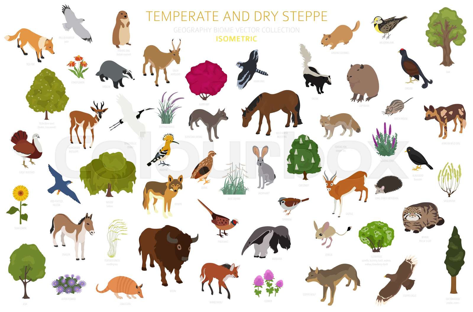 Temperate and dry steppe biome, natural region isometric infographic ...
