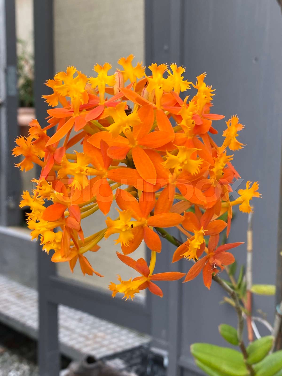 Photo of Flower of fire-star orchid or Epidendrum radicans | Stock ...