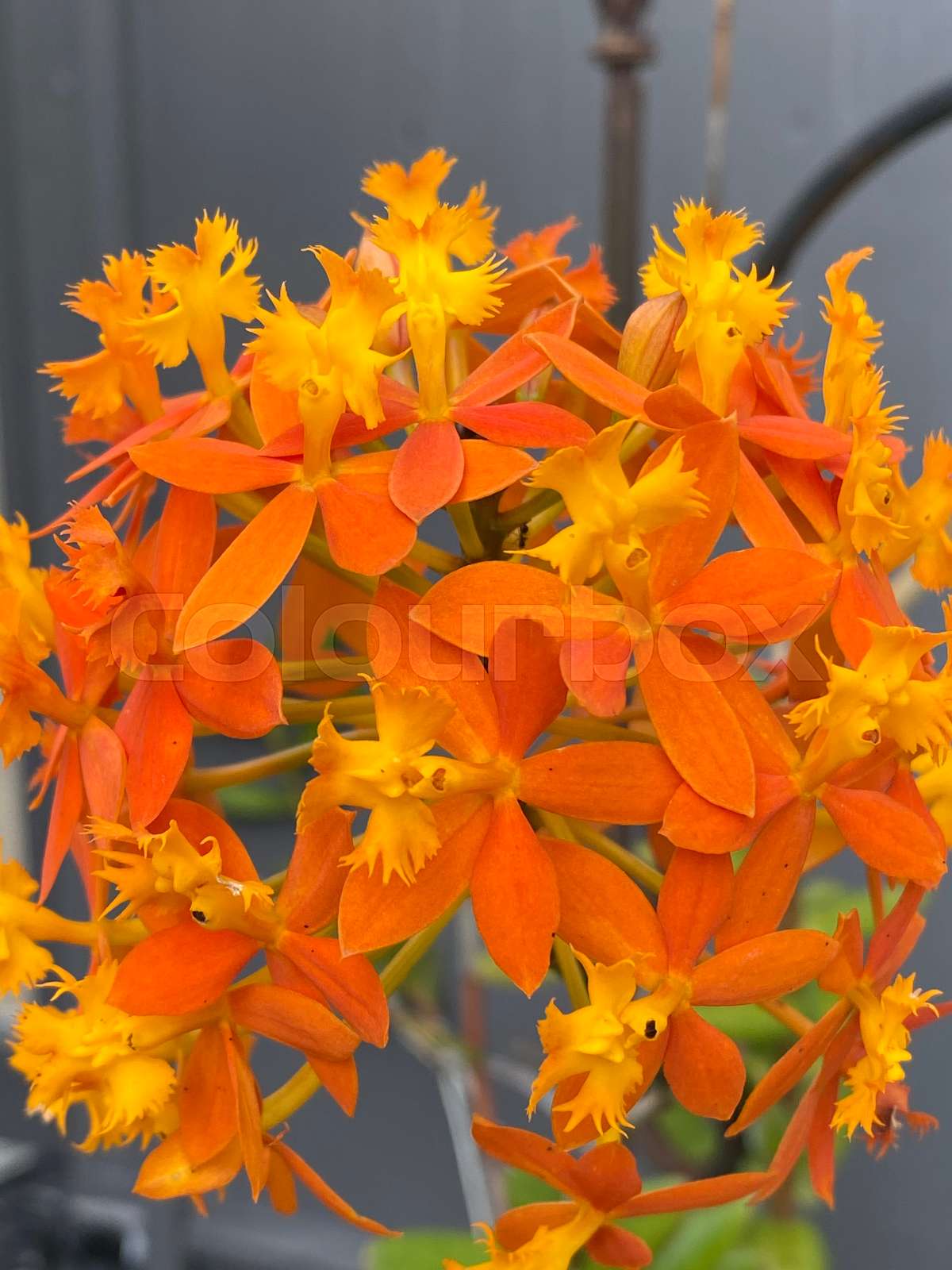 Photo of Flower of fire-star orchid or Epidendrum radicans | Stock ...