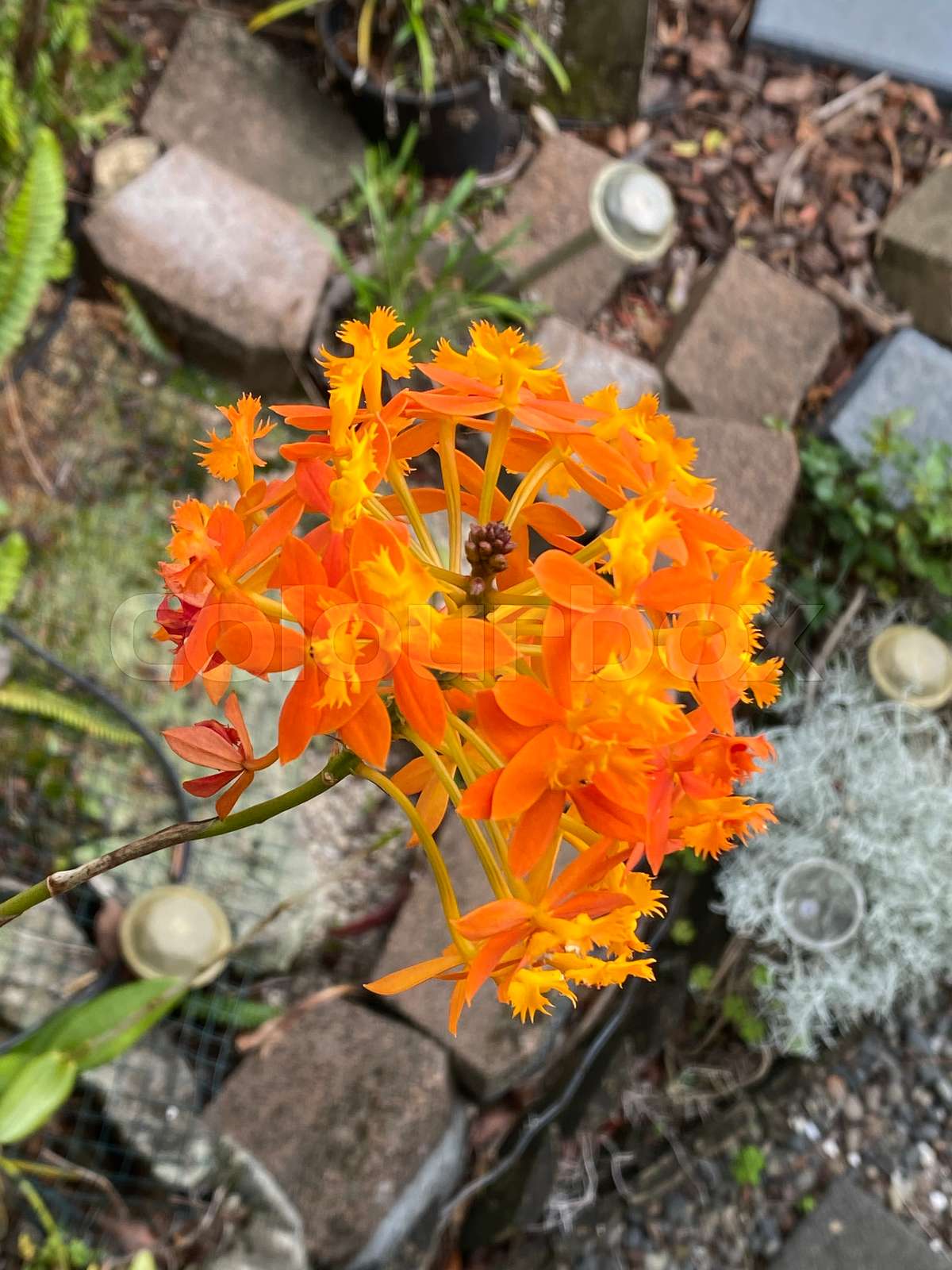 Photo of Flower of fire-star orchid or Epidendrum radicans | Stock ...
