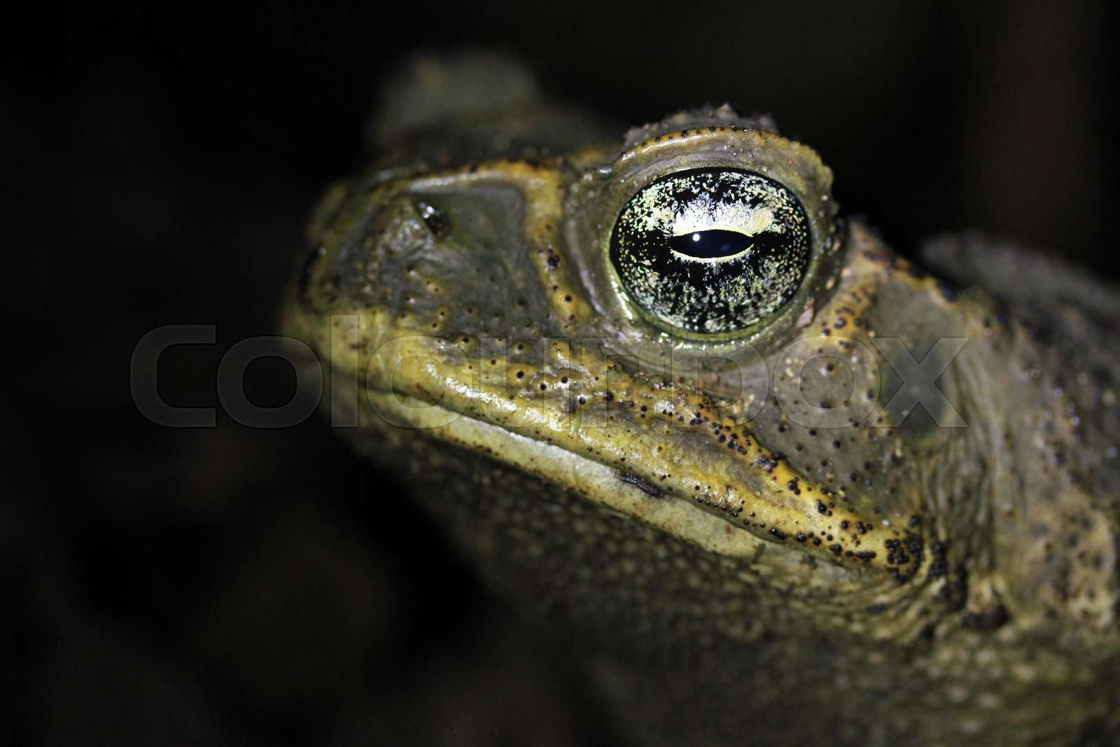 Cane Toad Close-up | Stock image | Colourbox