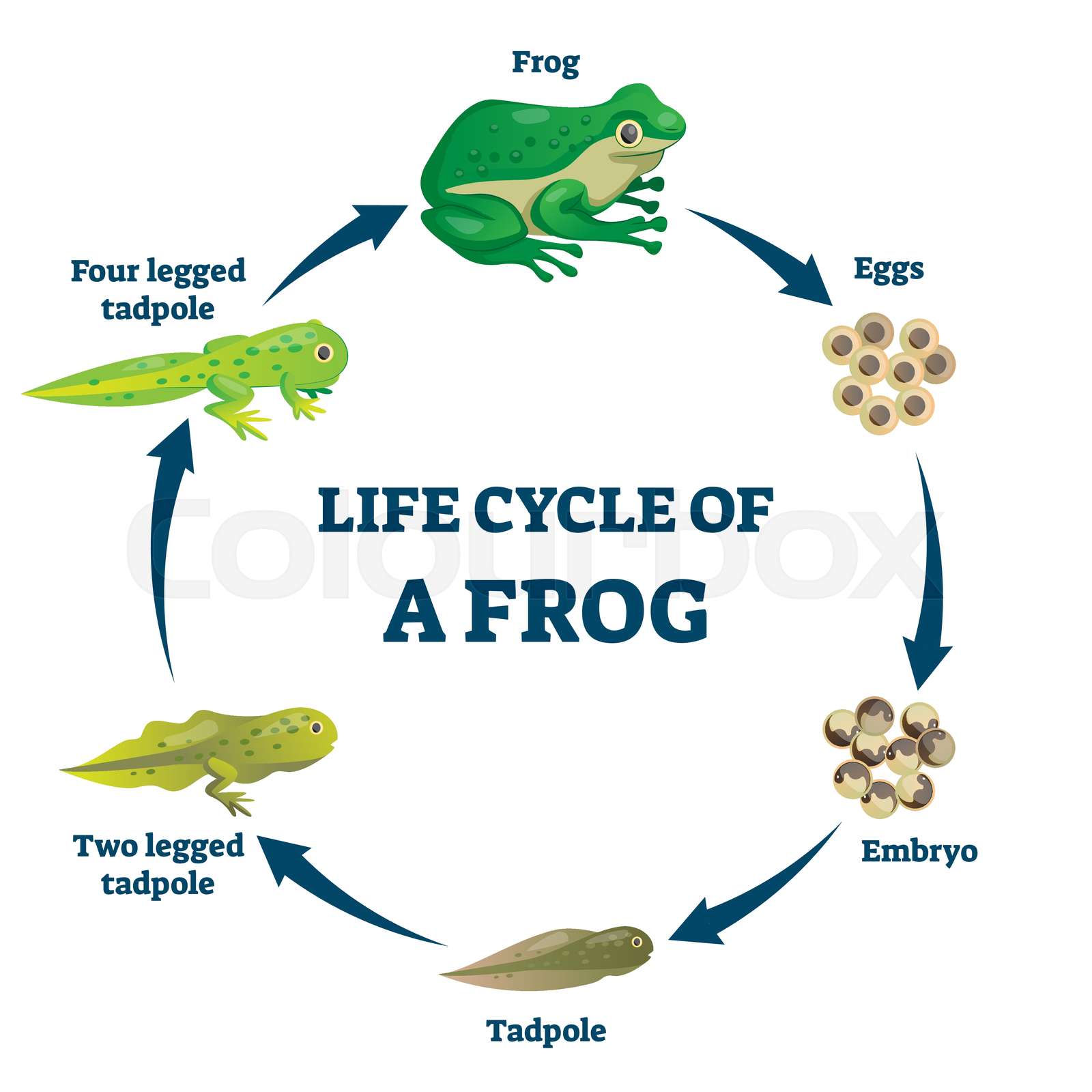 Tadpole Life Cycle