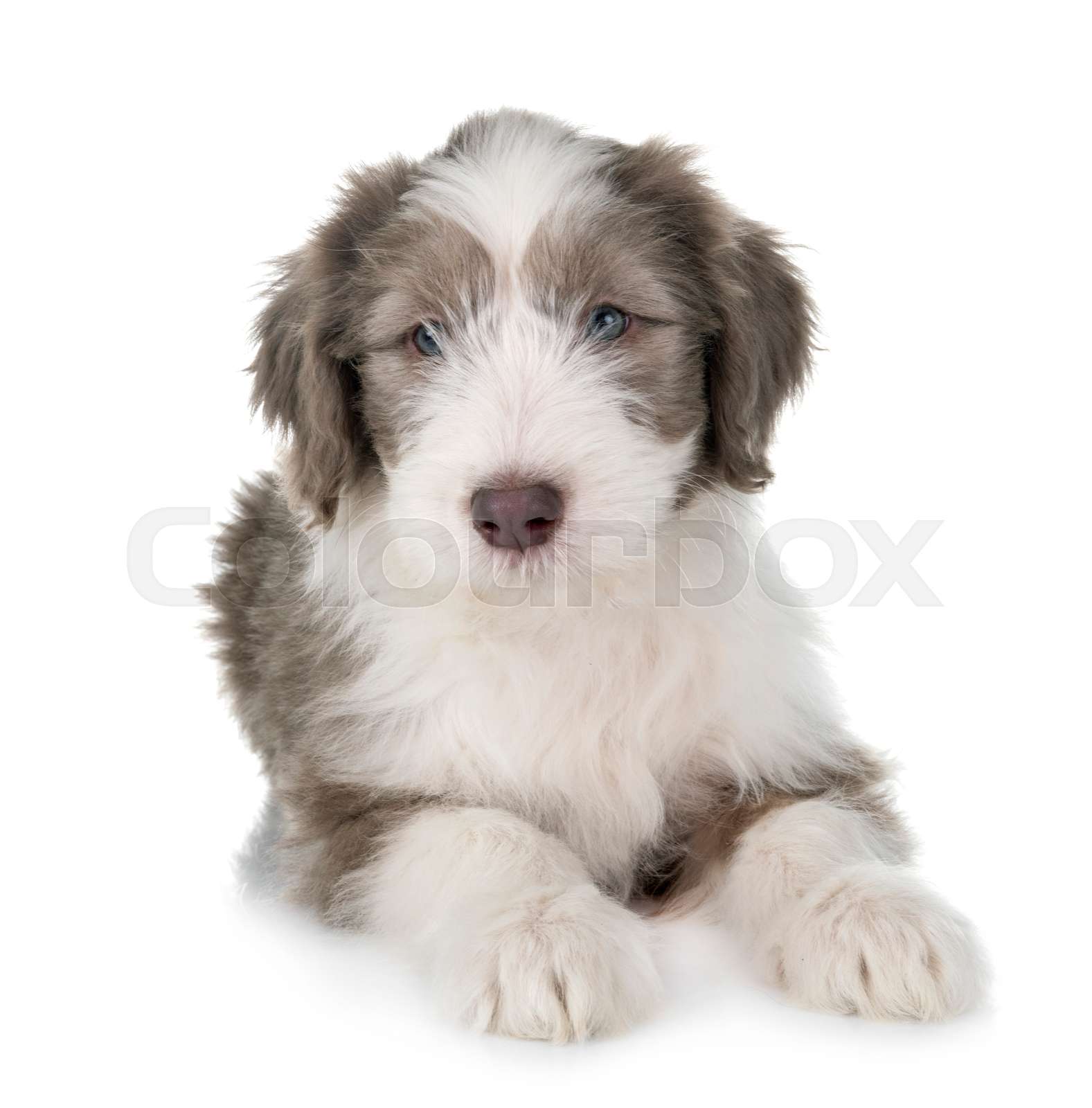 White Bearded Collie