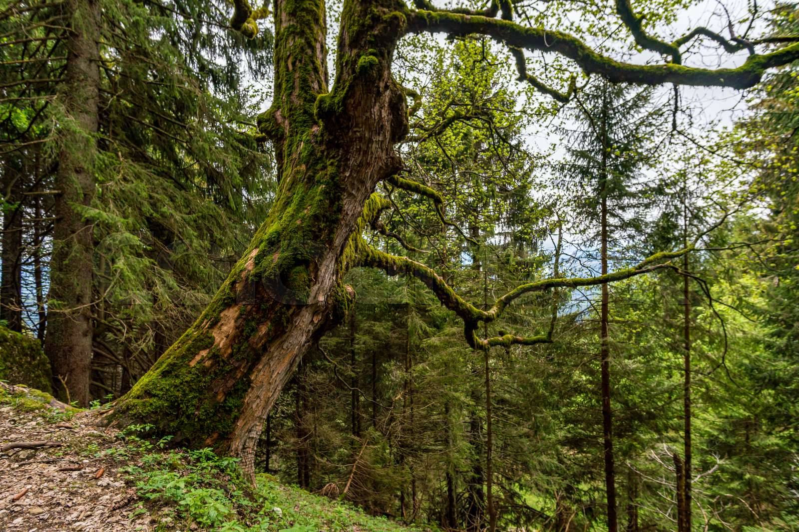 The beautiful Gunzesried valley | Stock image | Colourbox