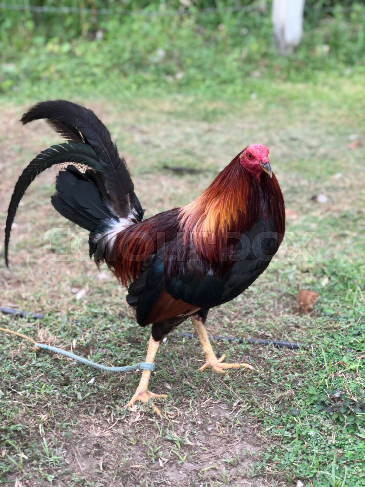 Game Fowl Rooster Side View | Stock image | Colourbox
