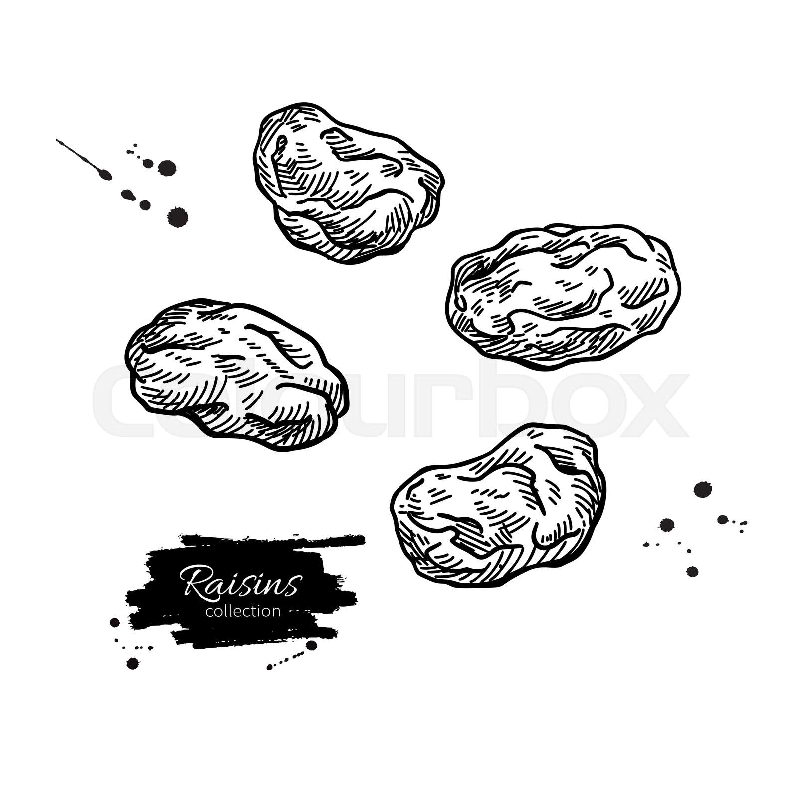 Raisins vector drawing. Dried grape objects. Hand drawn dehydrated fruit illustration. | Stock ...