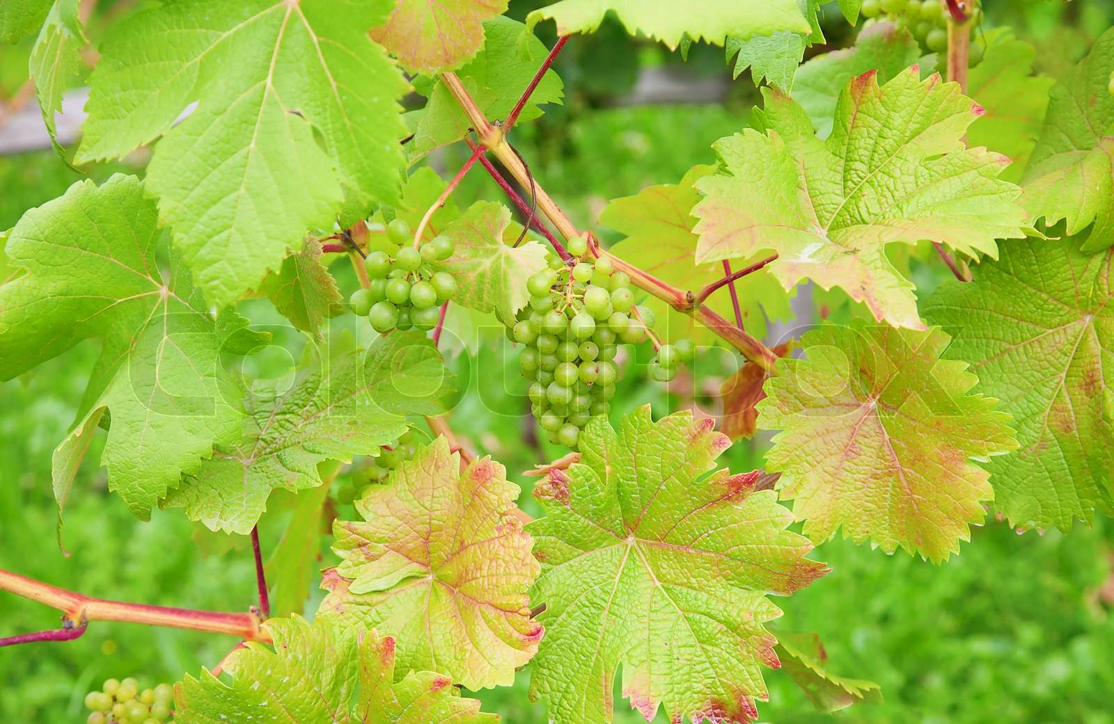 Trauben | Stock Bild | Colourbox