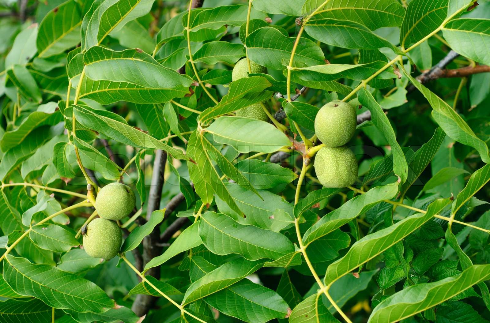 Greek nuts still have not ripened on the tree | Stock image | Colourbox