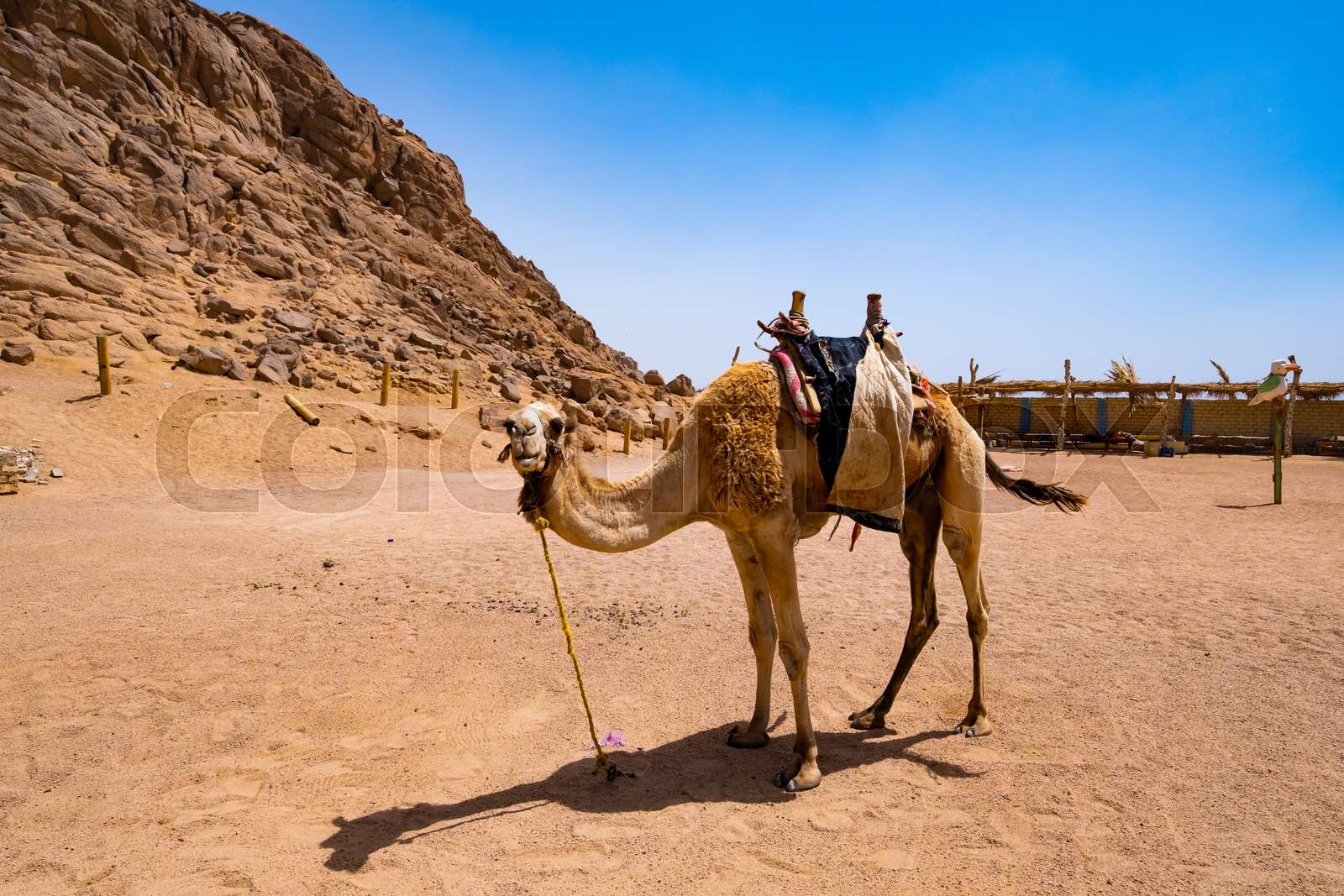 Dromedary camel tied to point | Stock image | Colourbox