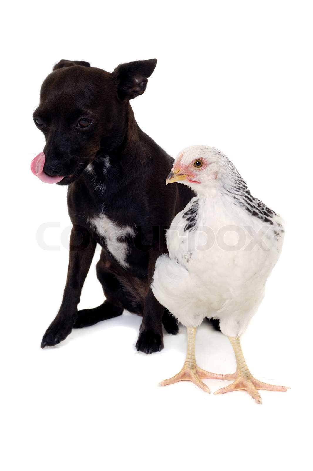 Puppy dog and chicken | Stock image | Colourbox