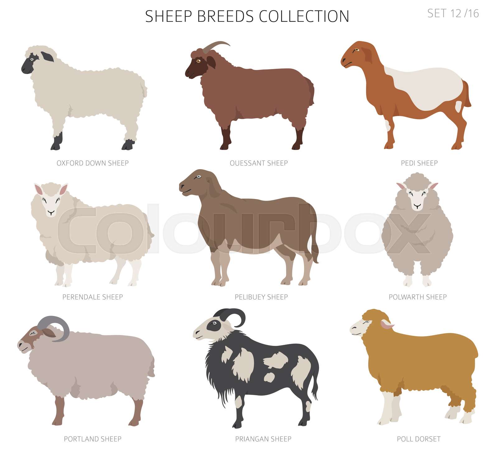 Sheep breeds collection 12. Farm animals set. Flat design | Stock ...