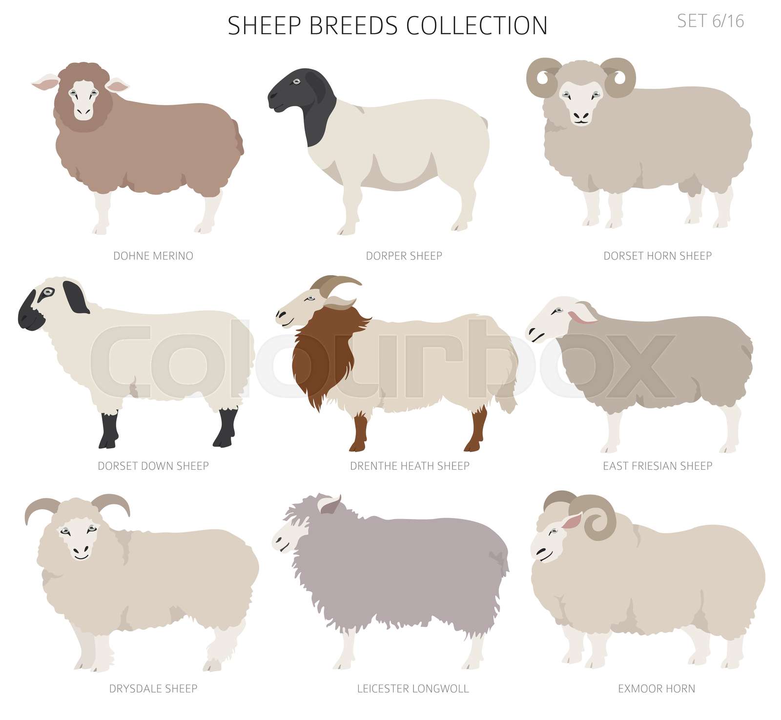 Sheep breeds collection 6. Farm animals set. Flat design | Stock vector ...