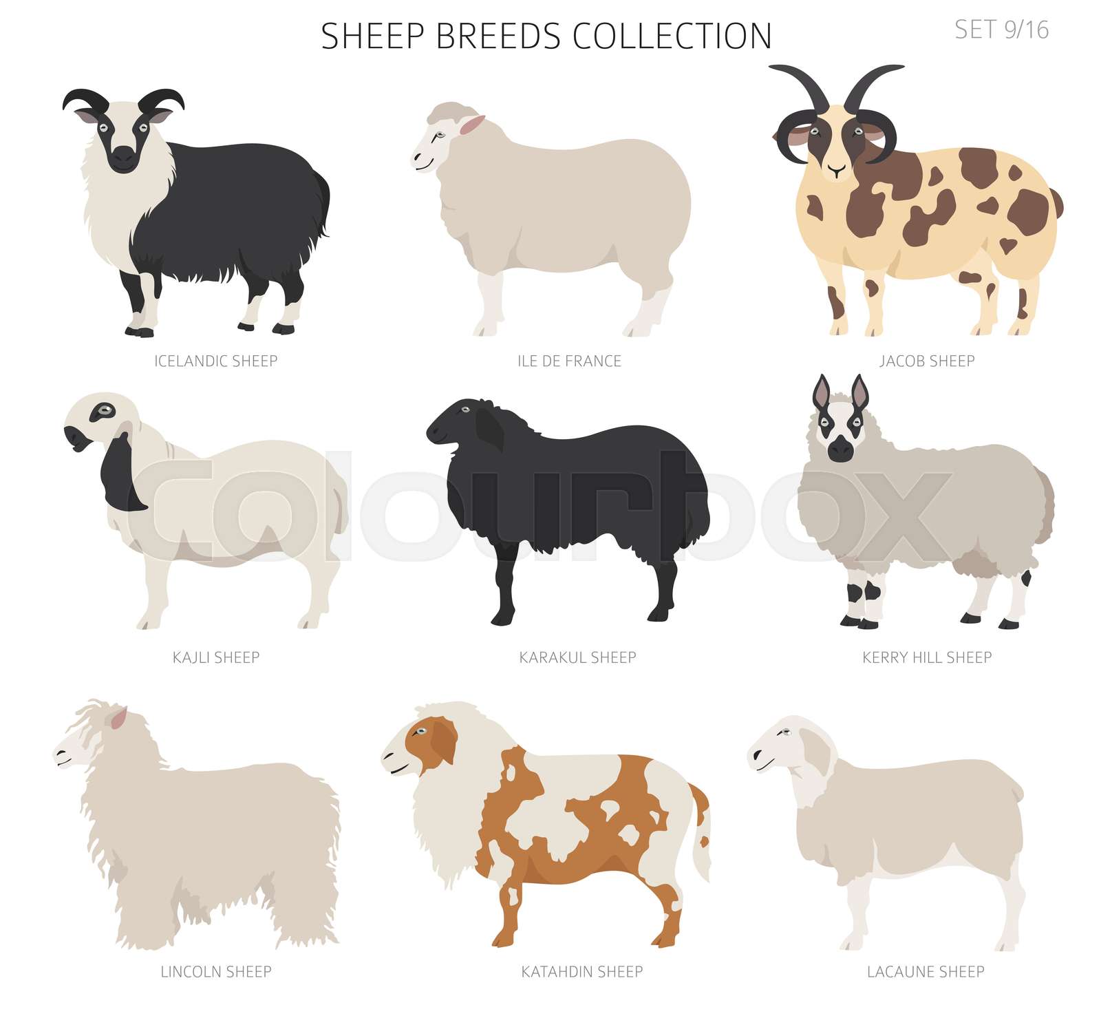 Sheep breeds collection 9. Farm animals set. Flat design | Stock vector ...