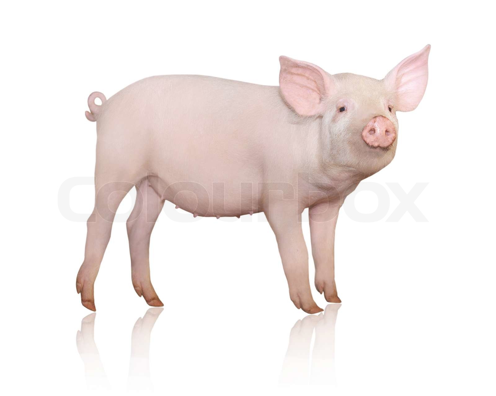 gris, billede, svin | Stock foto | Colourbox