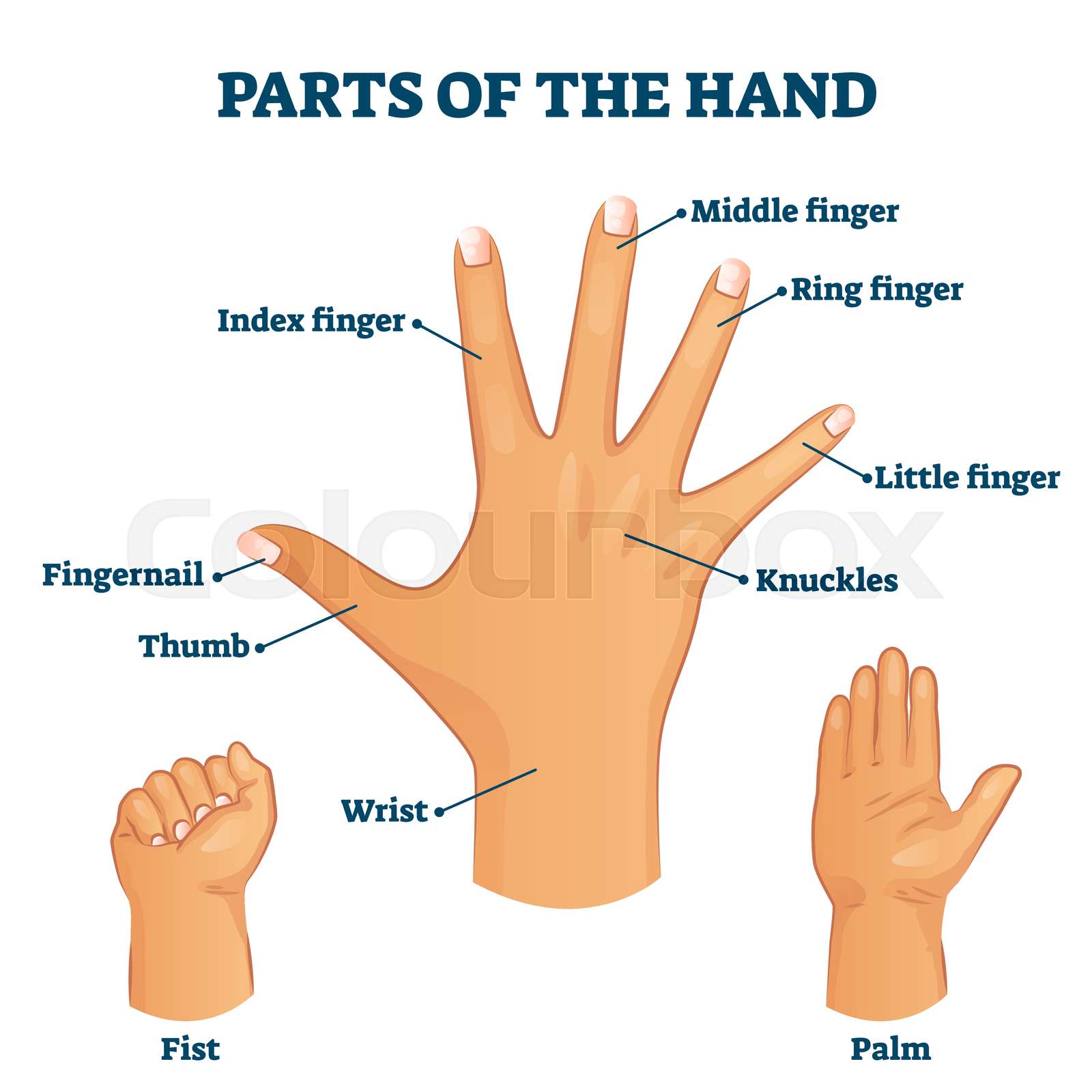 Parts of the hand vocabulary vector illustration | Stock vector | Colourbox