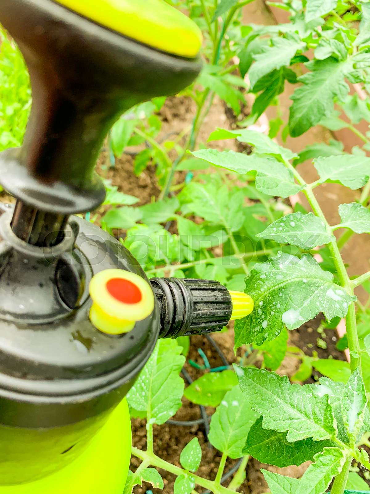 Use of pesticides in plant protection, spraying tomatoes | Stock image ...
