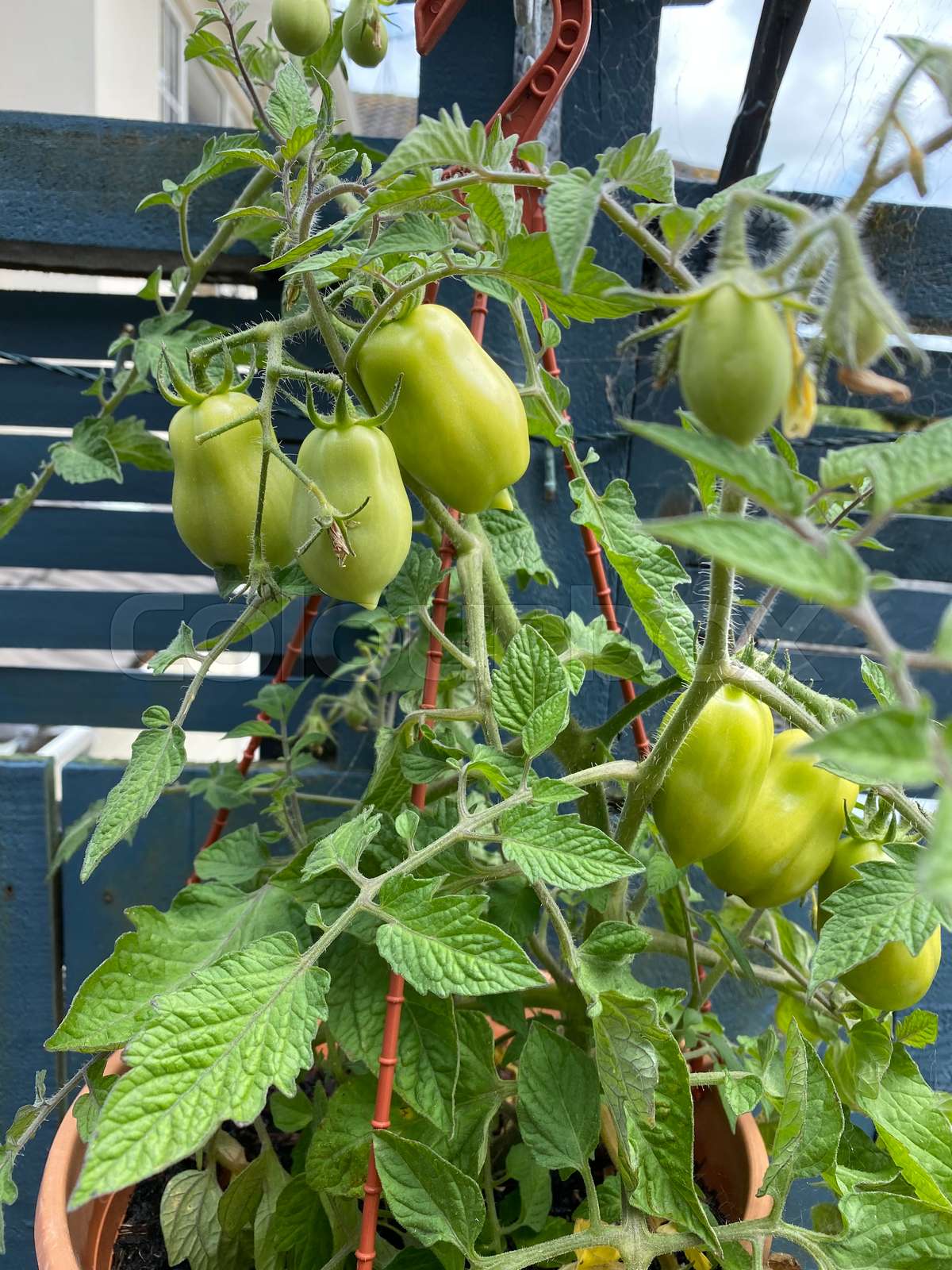 Photo of Fruit of Green Mini Roma tomato | Stock image | Colourbox