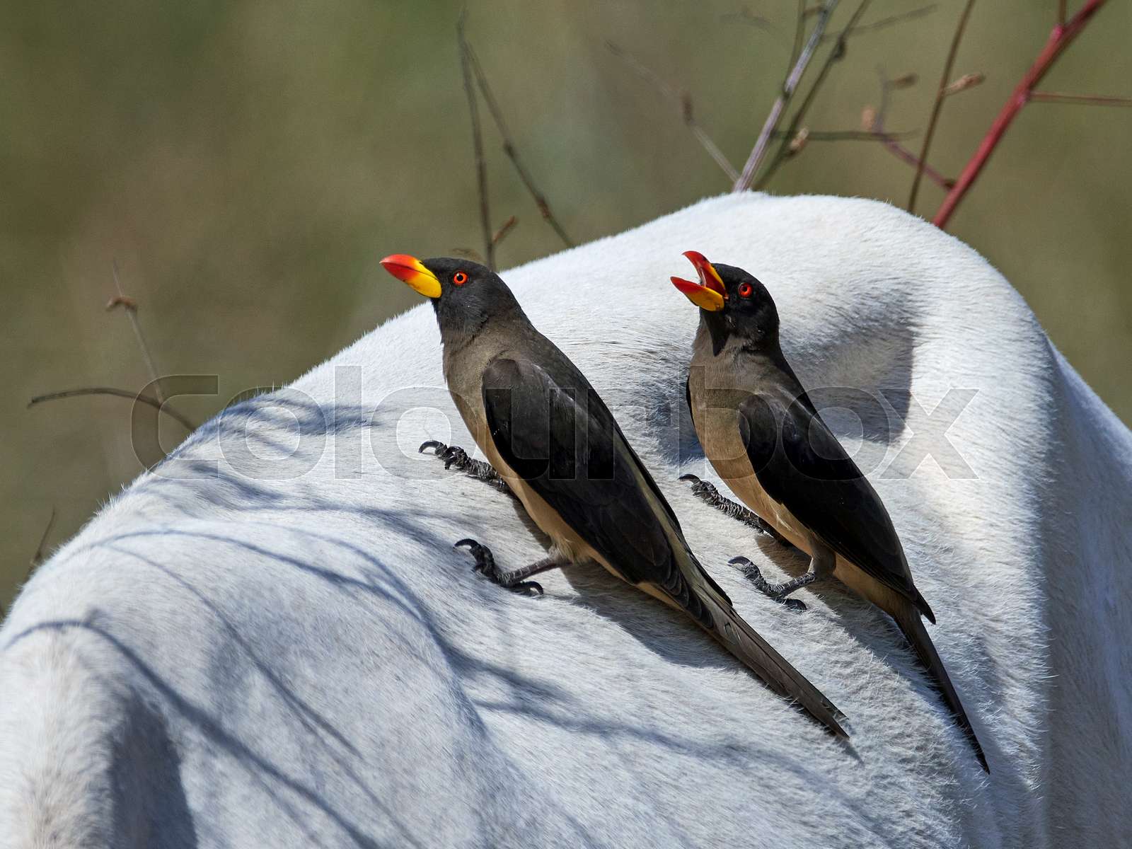 Yellow-billed oxpecker (Buphagus africanus) | Stock image | Colourbox