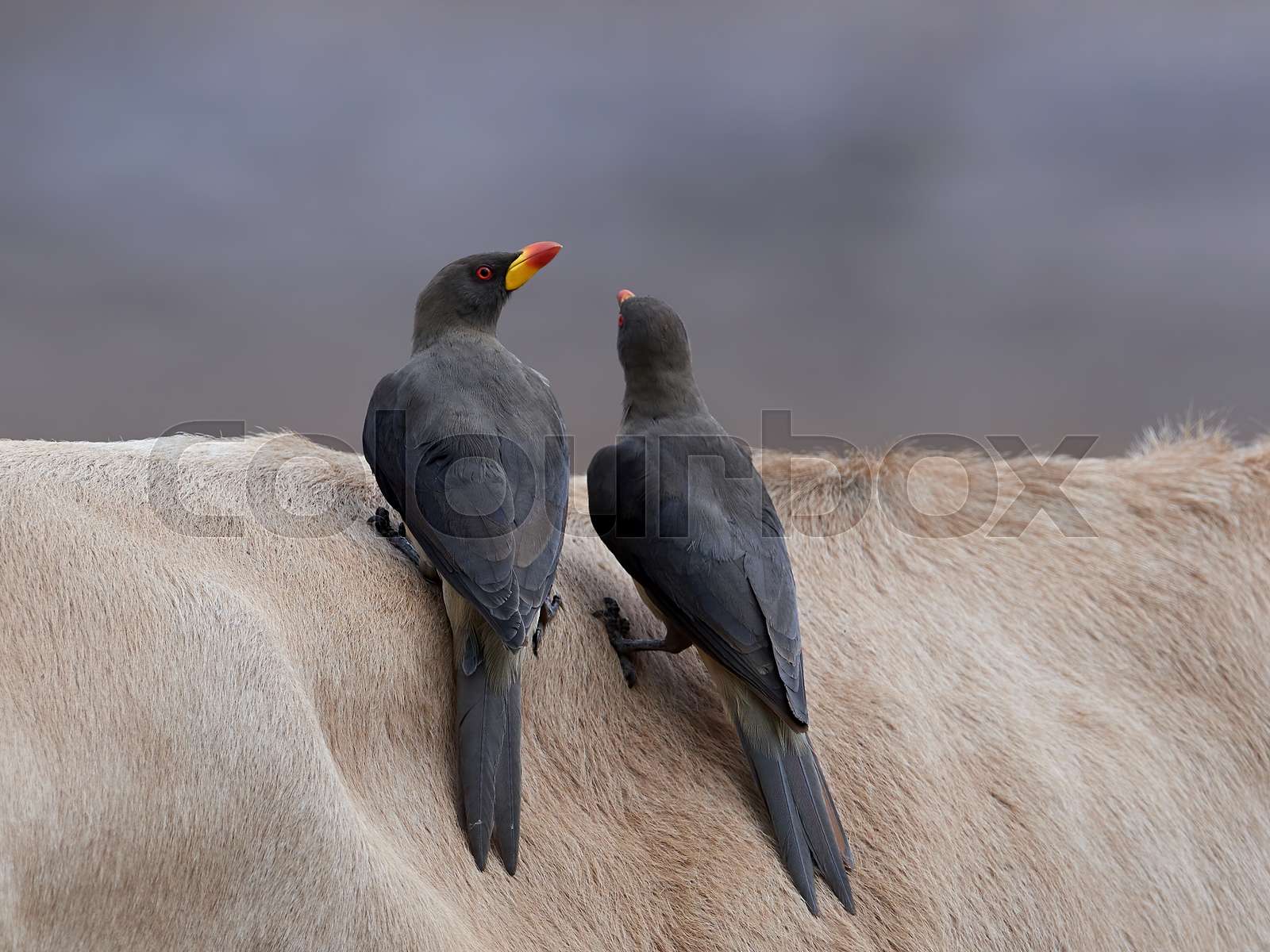 Yellow-billed oxpecker (Buphagus africanus) | Stock image | Colourbox