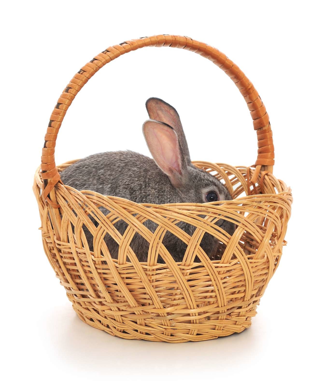 Little rabbit in a basket | Stock image | Colourbox