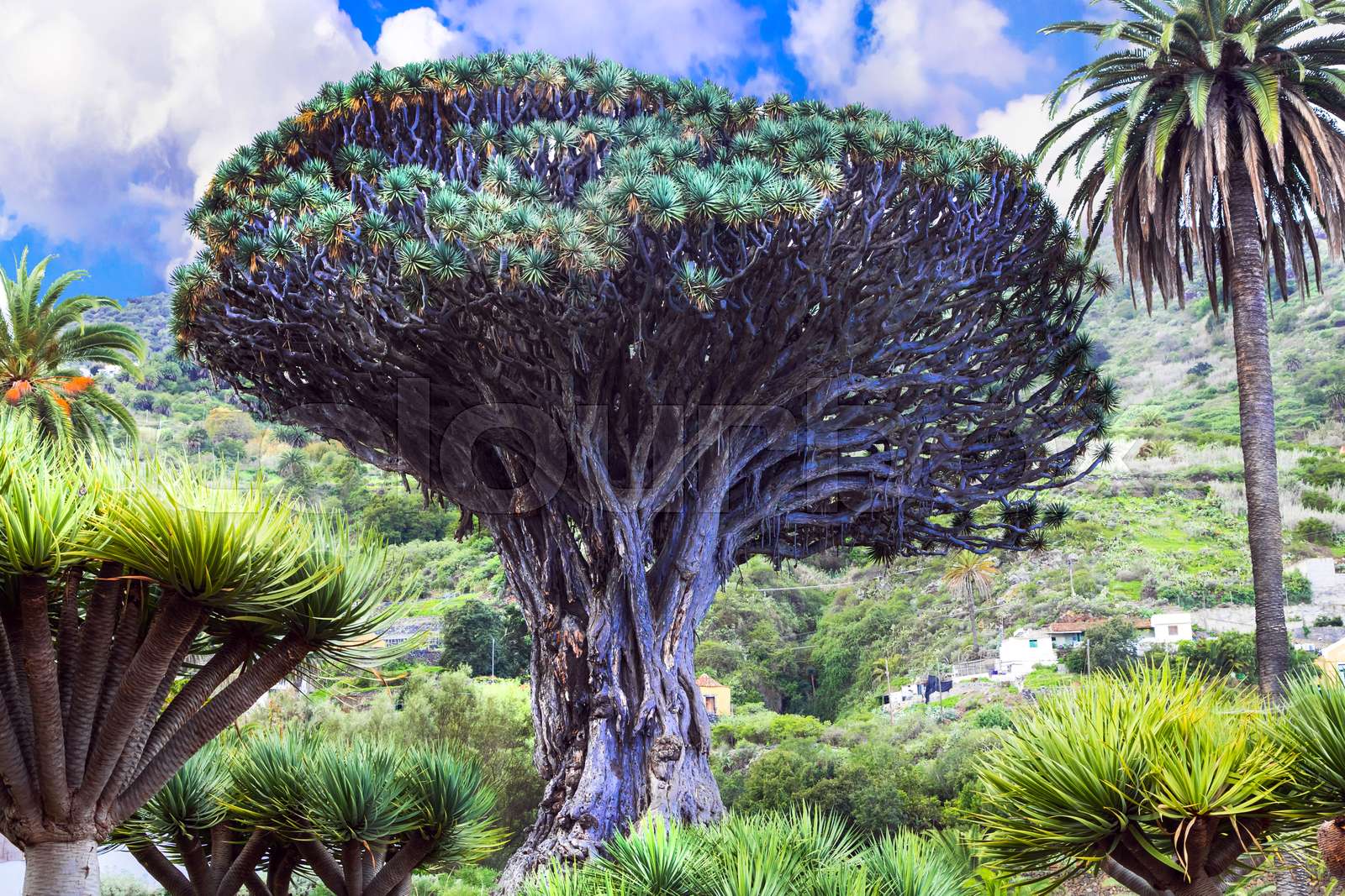 landmarks of Tenerife - famous Dragon tree in Icod de los Vinos ...