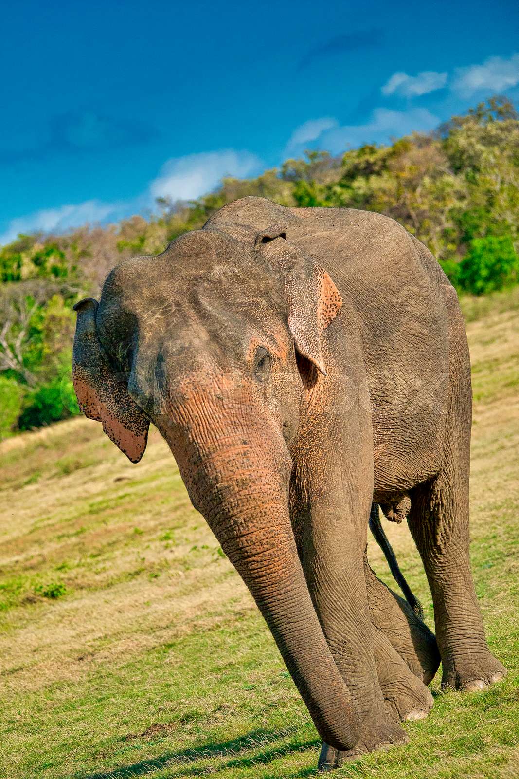 Sri Lankan Elephant, Elephas maximus maximus | Stock image | Colourbox