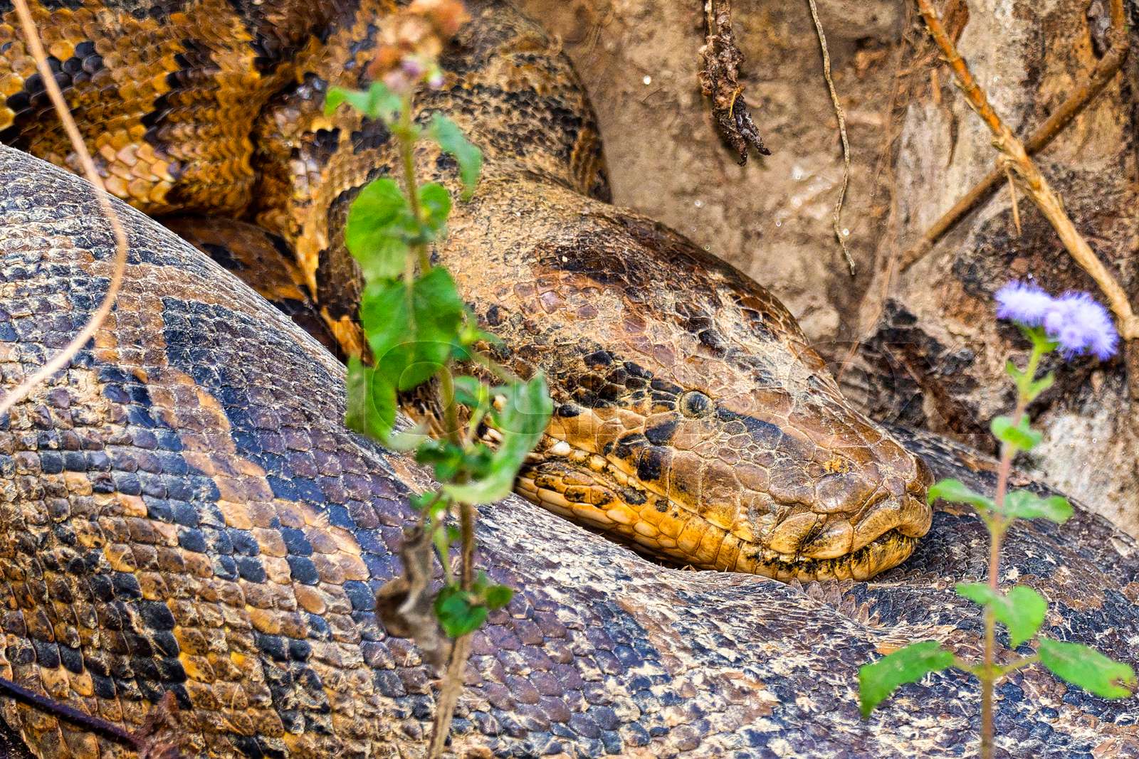 Asian Python, Python molurus | Stock image | Colourbox