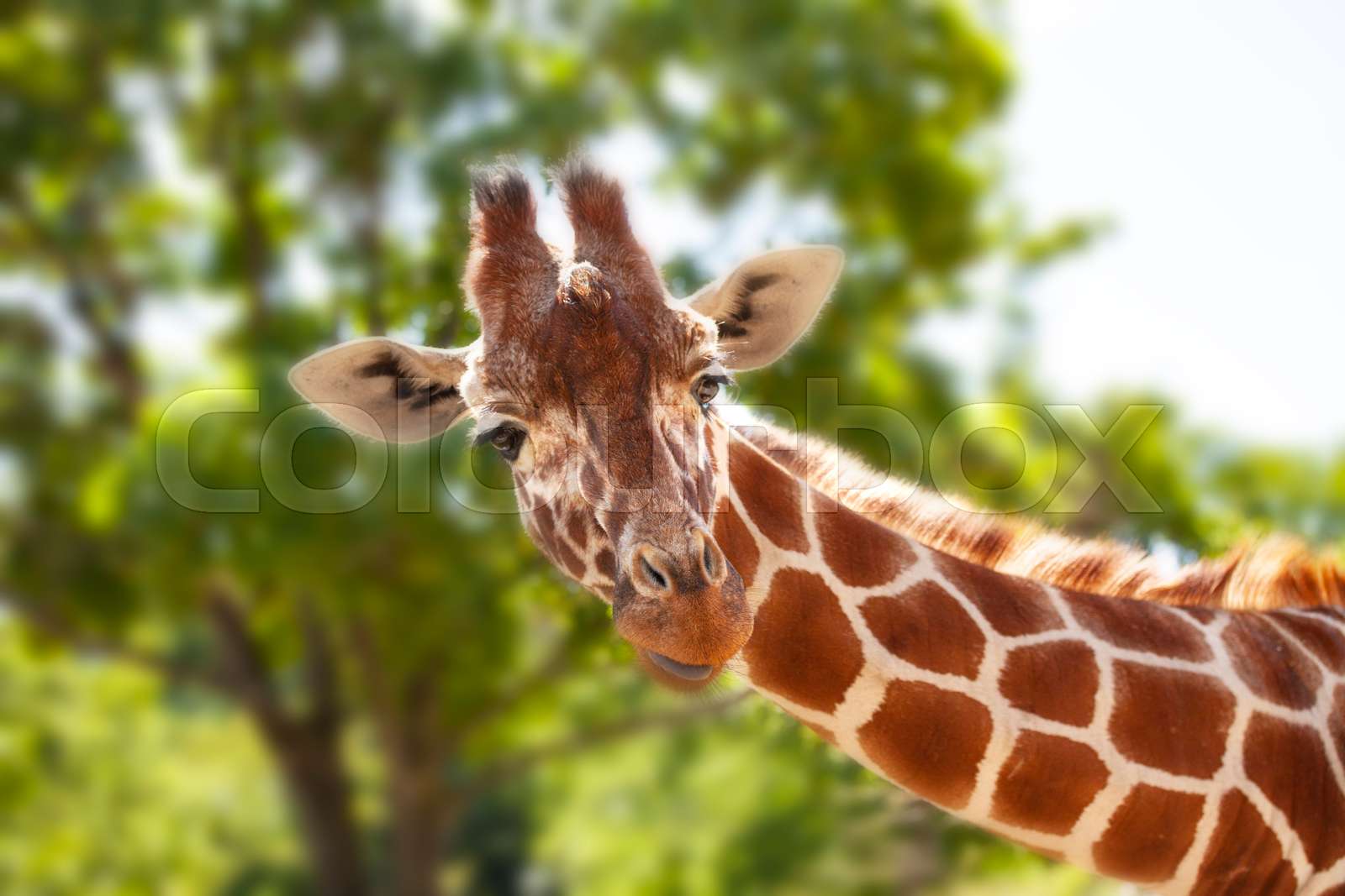 Giraffe in front of green trees, looking directly at the camera ...