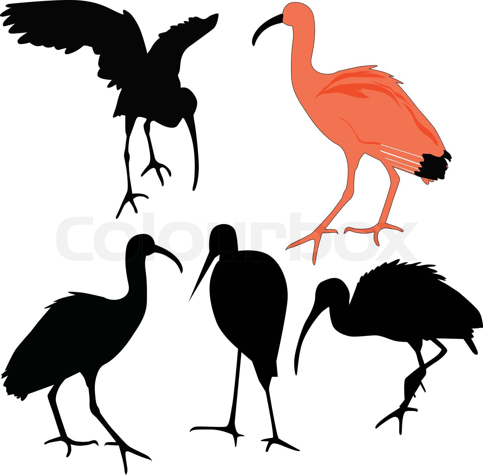 ibis birds | Stock vector | Colourbox