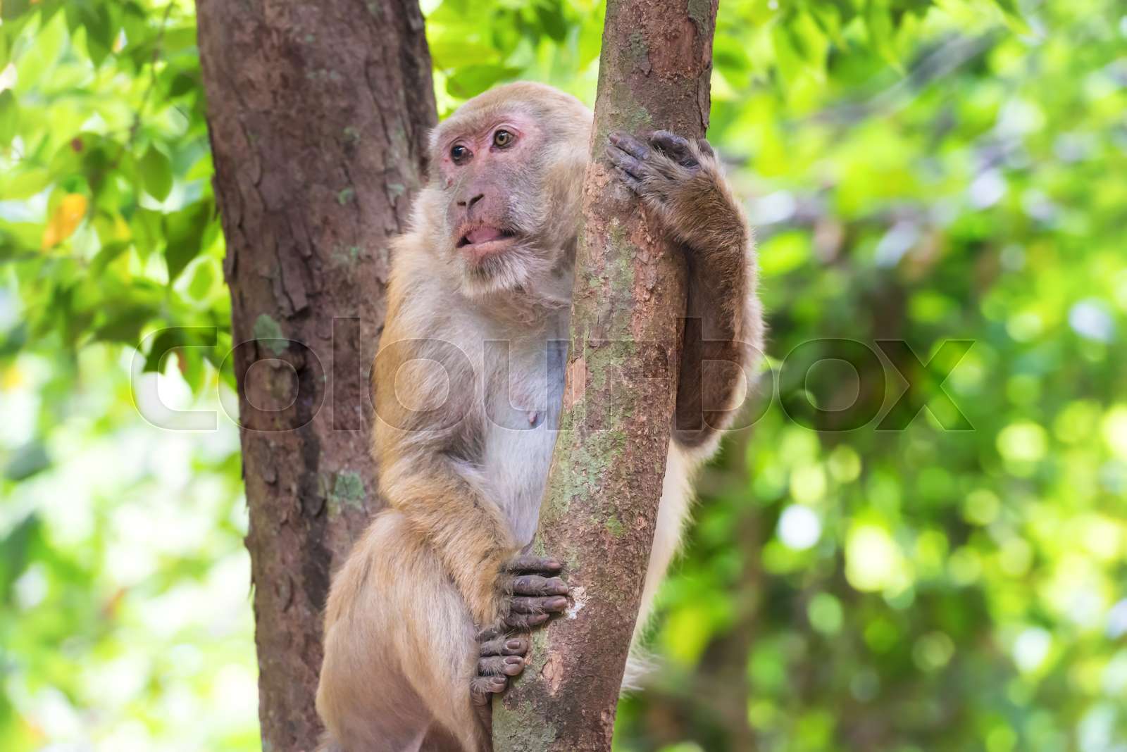 Male cute monkey sitting in a tree | Stock image | Colourbox