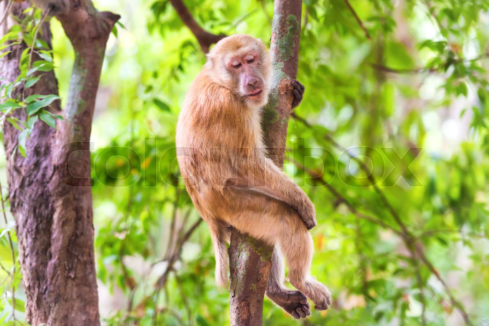 Male cute monkey sitting in a tree | Stock image | Colourbox