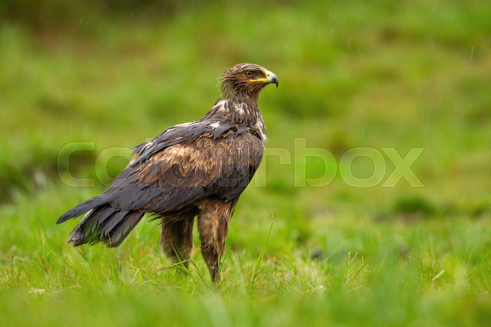Lesser Spotted Eagle Juvenile
