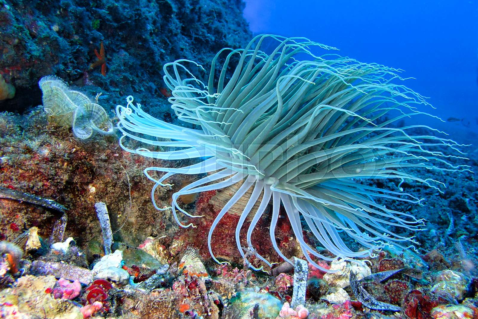 Tube-dwelling Anemone, Ceriantharia, Cerianthus membranaceus | Stock ...
