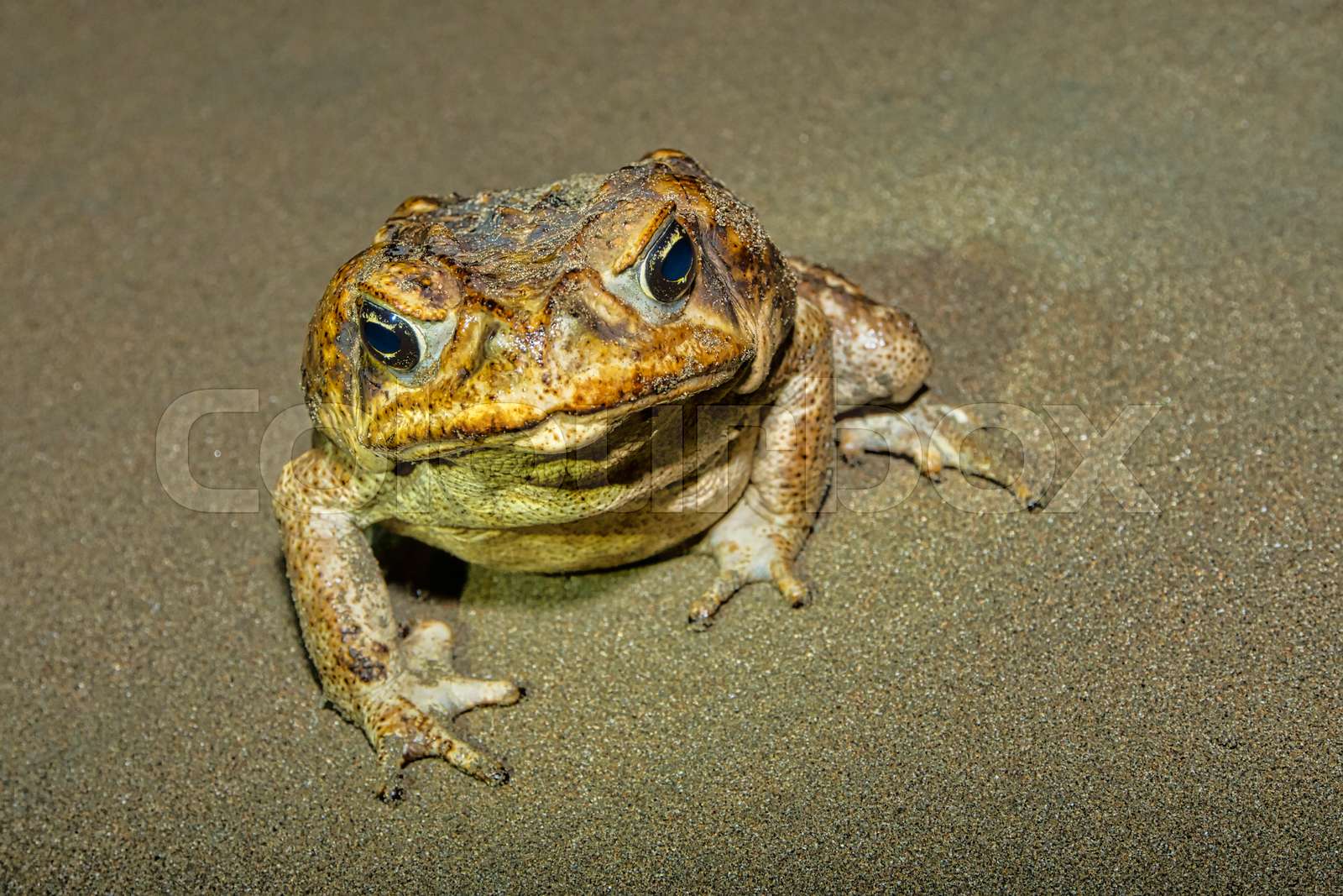 Cane Toad, Giant Neotropical Toad, Marine Toad, Rhinella marina | Stock ...