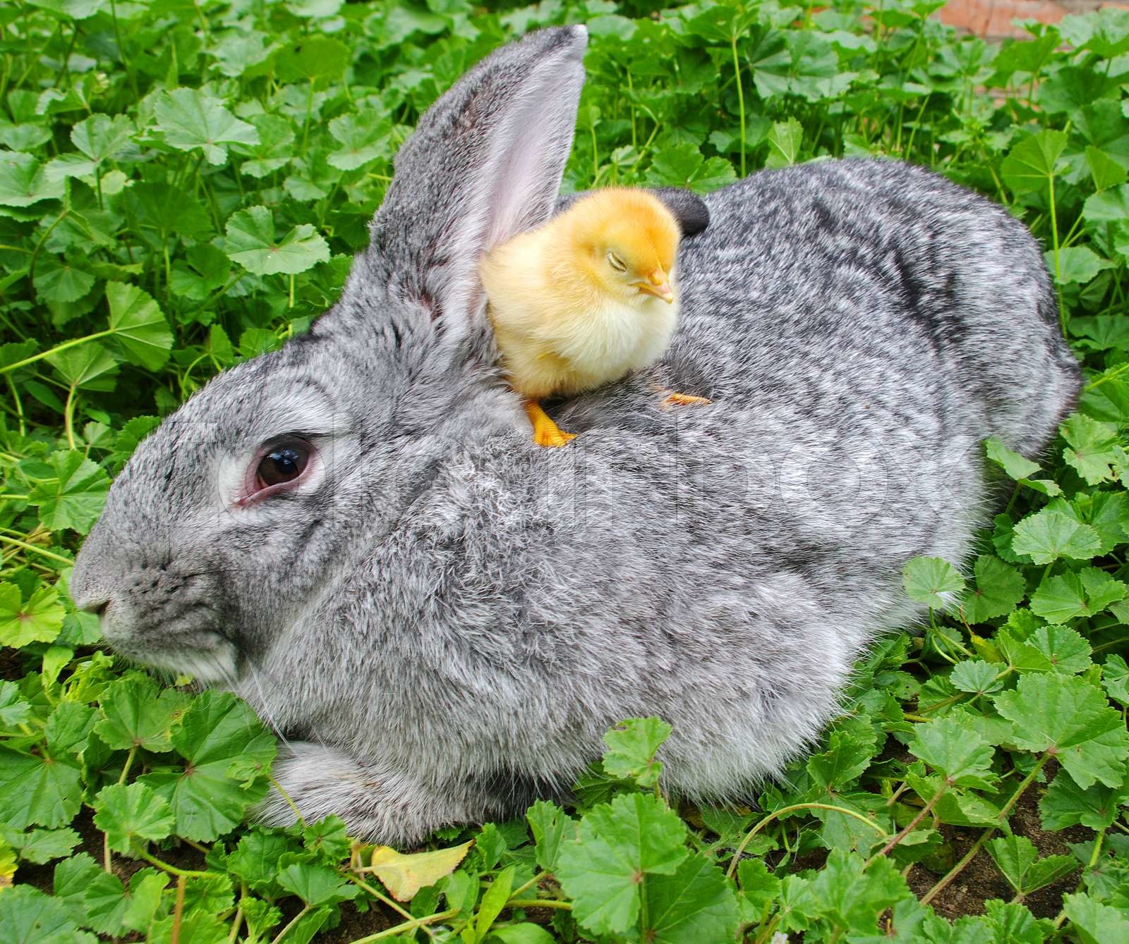 a rabbit and chicken | Stock image | Colourbox