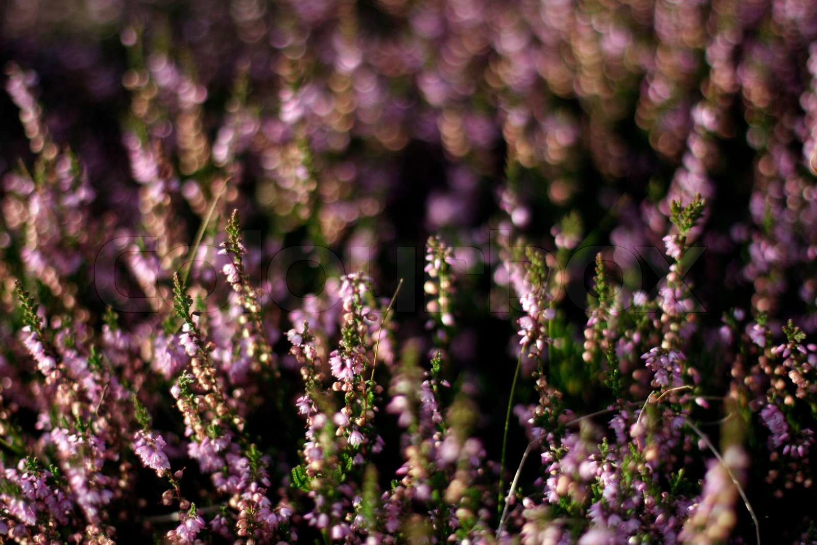 Lyng | Stock foto | Colourbox